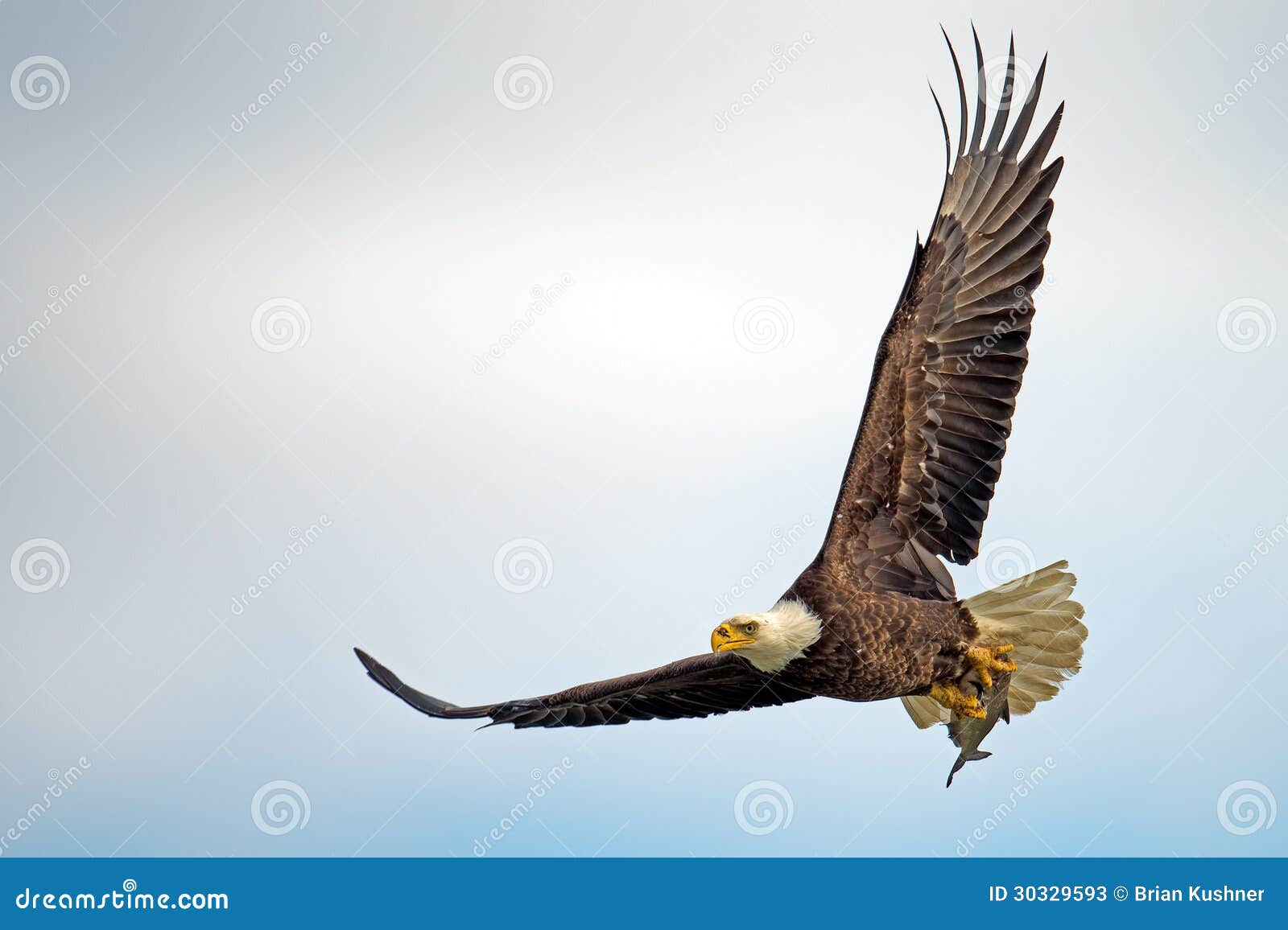 American Bald Eagle in Flight with Fish Stock Image - Image of king ...