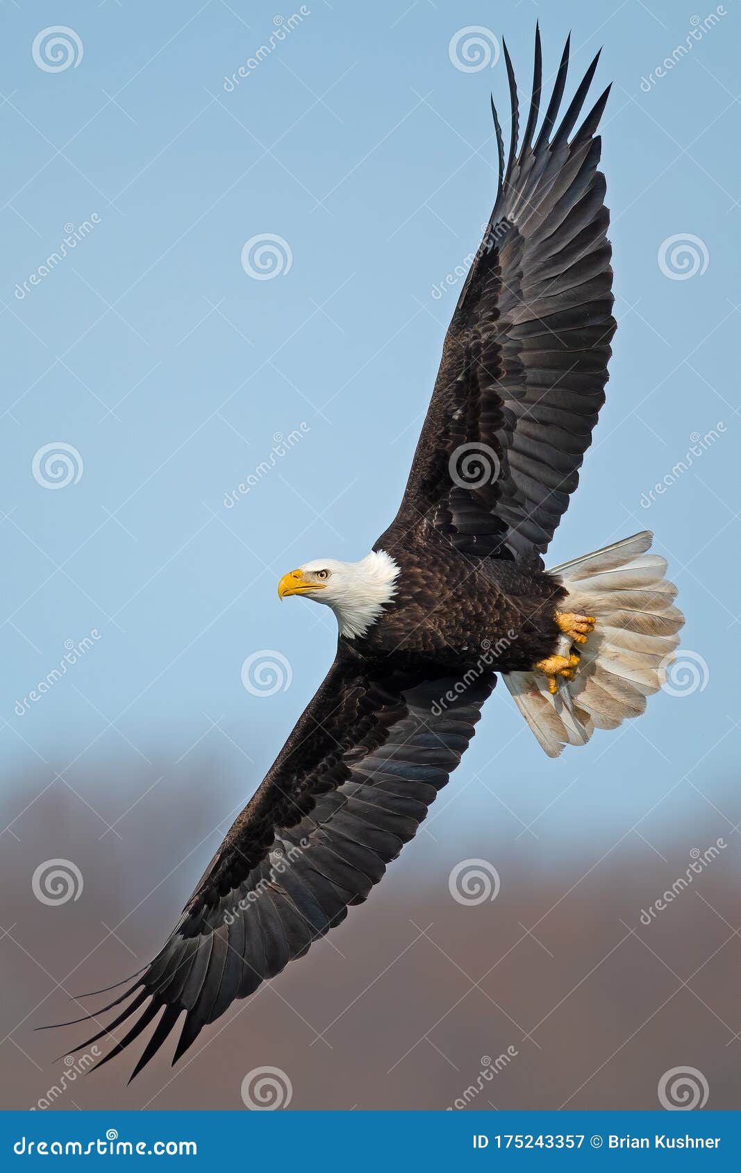 American Bald Eagle with Fish Stock Image - Image of water, yellow ...