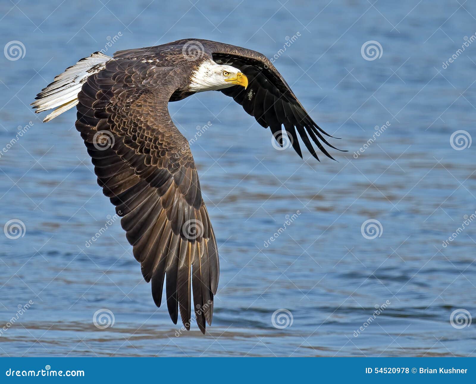 American Bald Eagle in Flight Stock Photo - Image of large, american ...