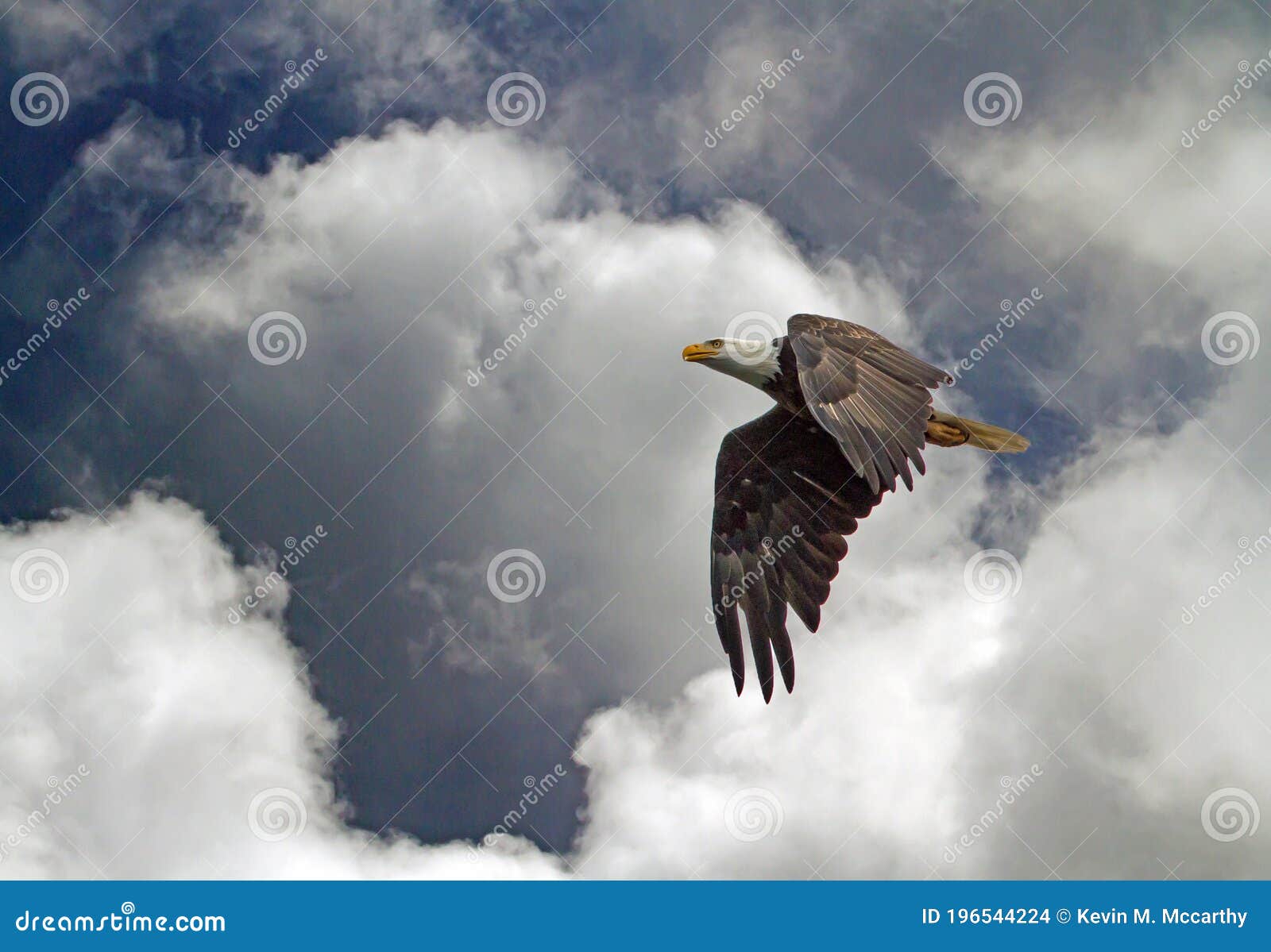 112 Bald Eagle Dramatic Stock Photos - Free & Royalty-Free Stock Photos ...