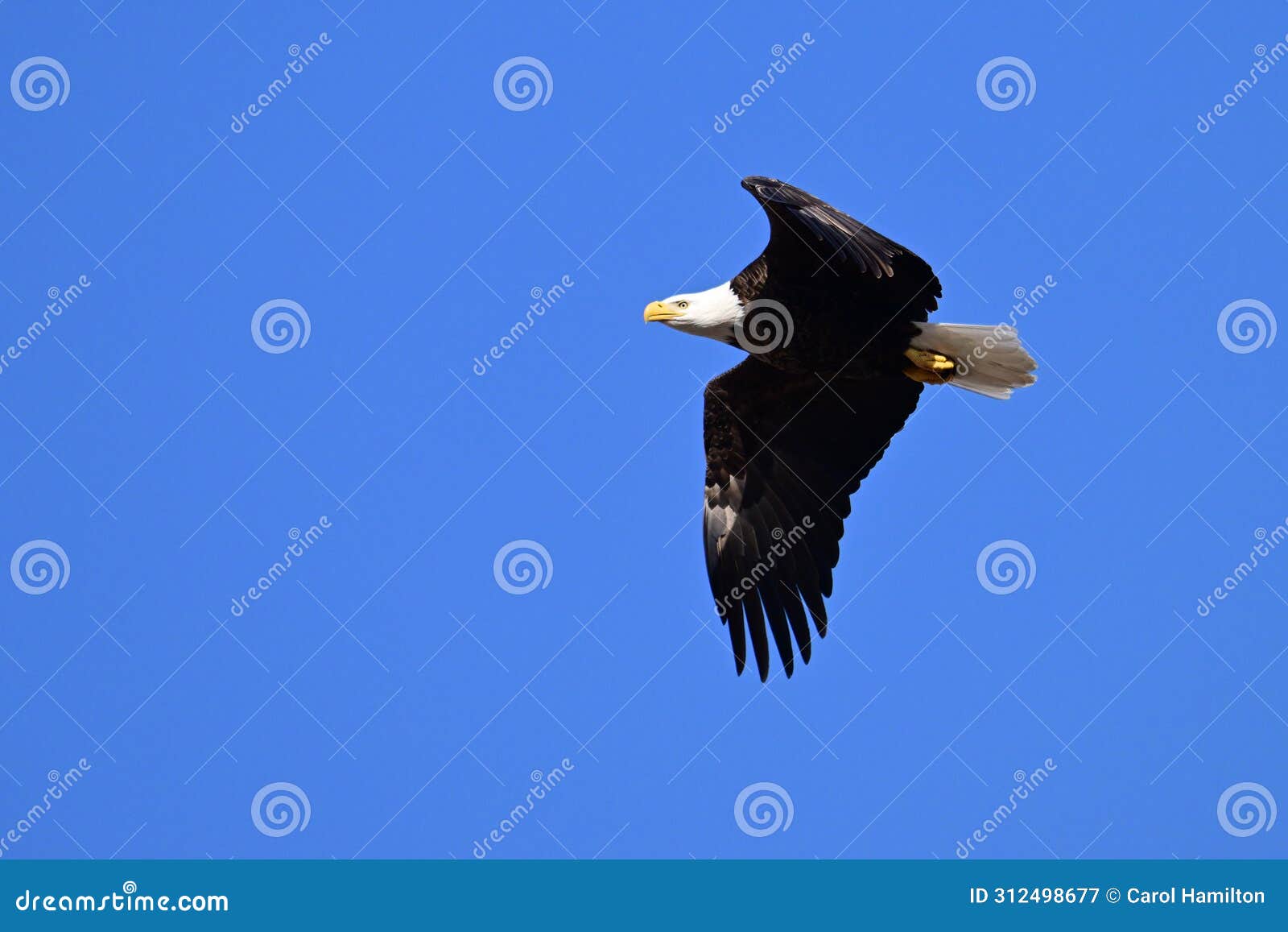 American Bald Eagle in Flight with Wings Spread Stock Image - Image of ...