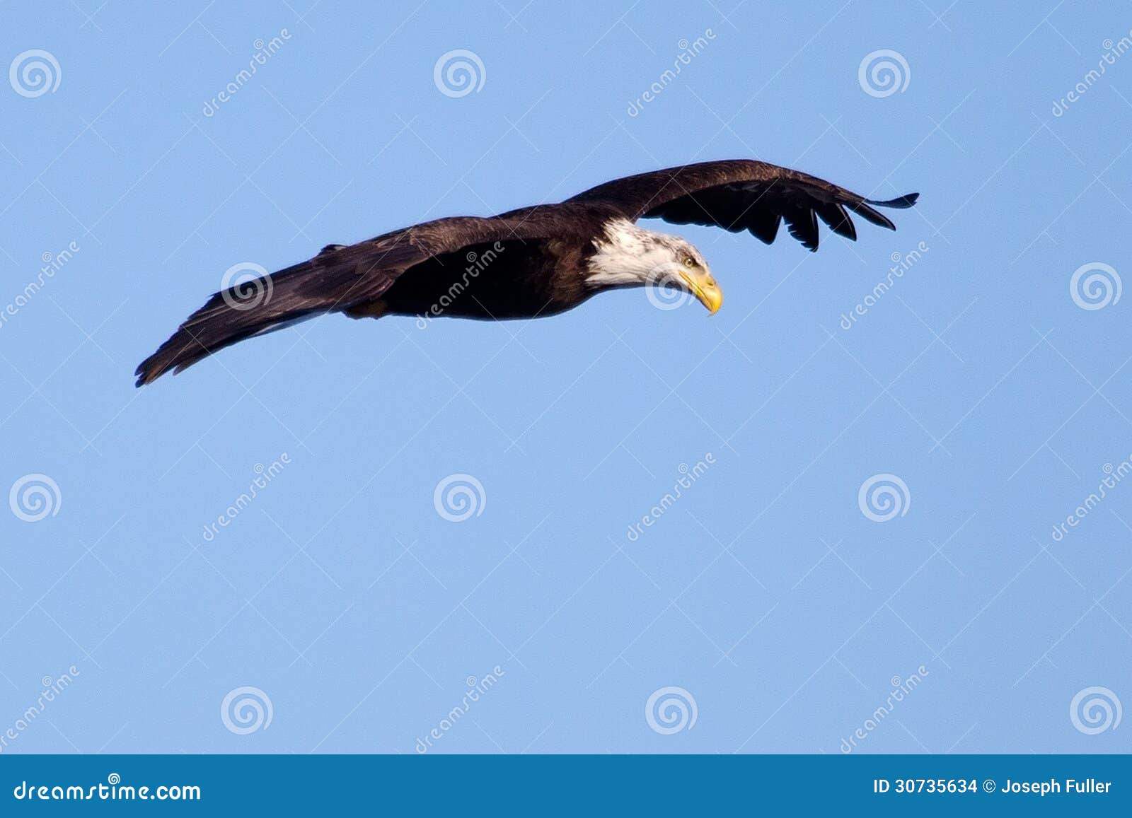American Bald Eagle flying stock photo. Image of animal - 30735634