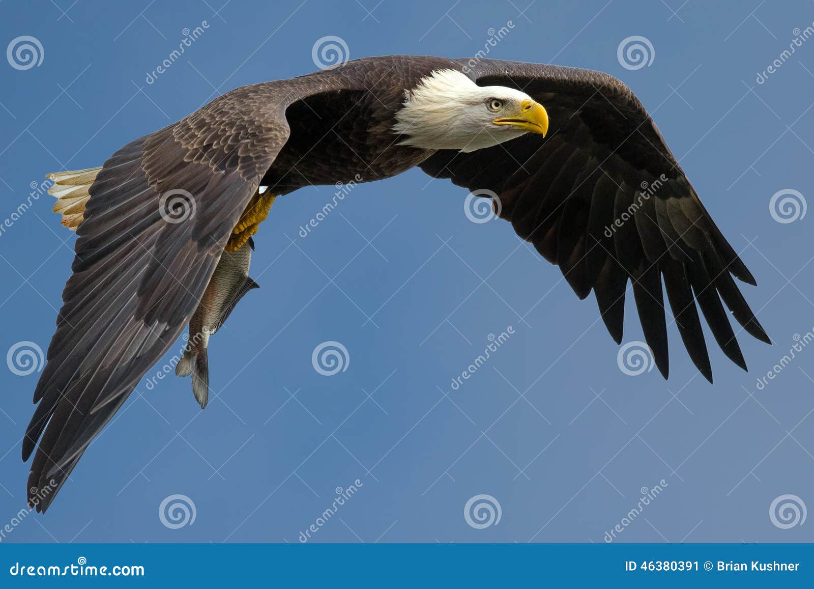 American Bald Eagle Stock Image | CartoonDealer.com #46380391