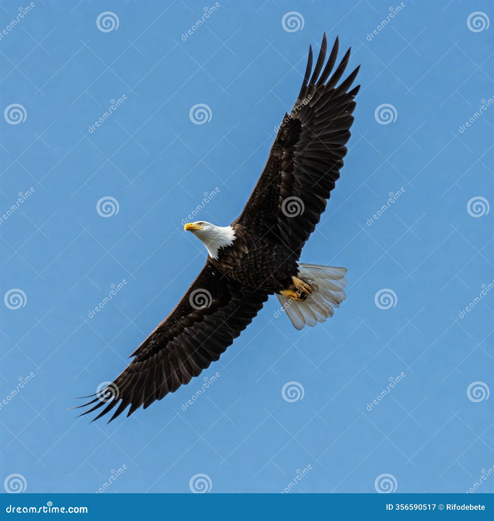 American Bald Eagle Flying in the Blue Sky Stock Image - Image of ...