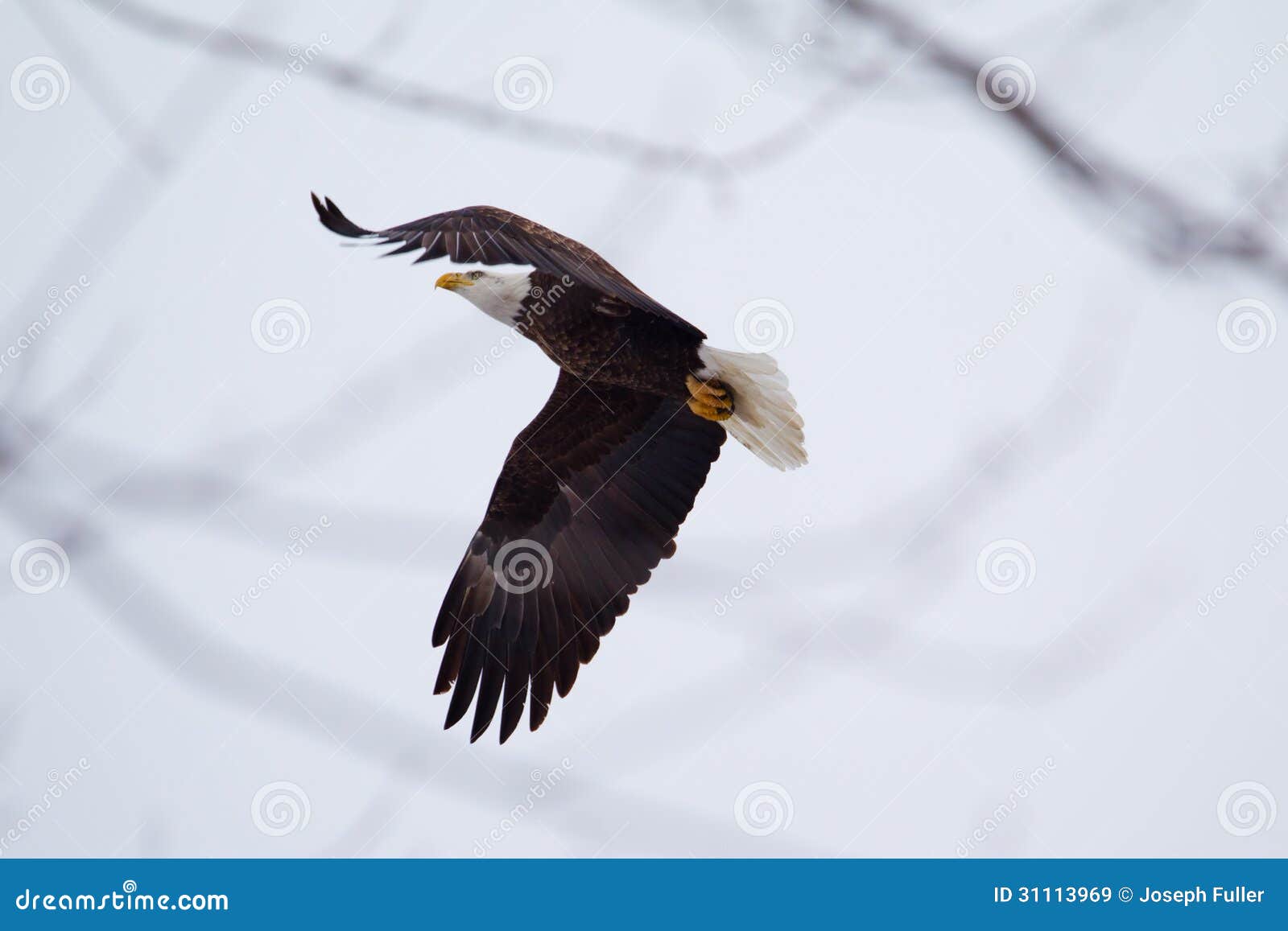 American Bald Eagle flying stock image. Image of endangered - 31113969
