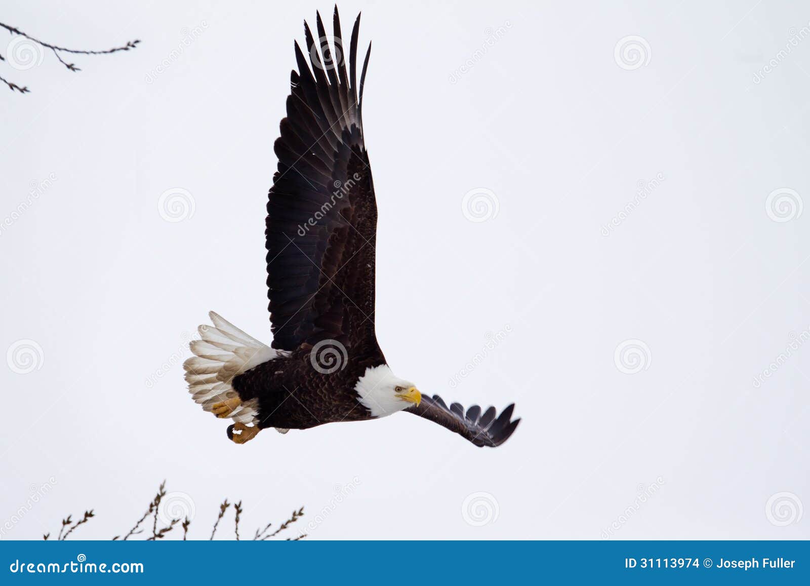 American Bald Eagle flying stock photo. Image of raptor - 31113974
