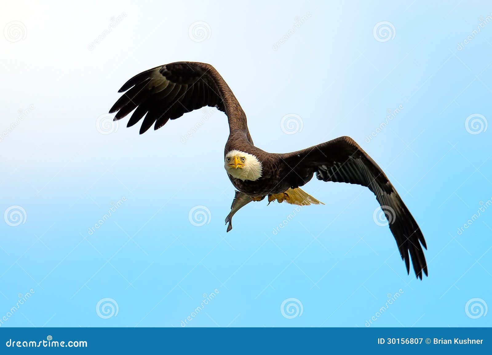 Flying Talon Weapon Pathfinder