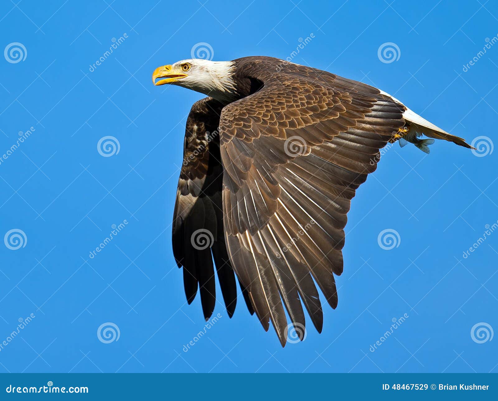 American Eagle Flying Side View