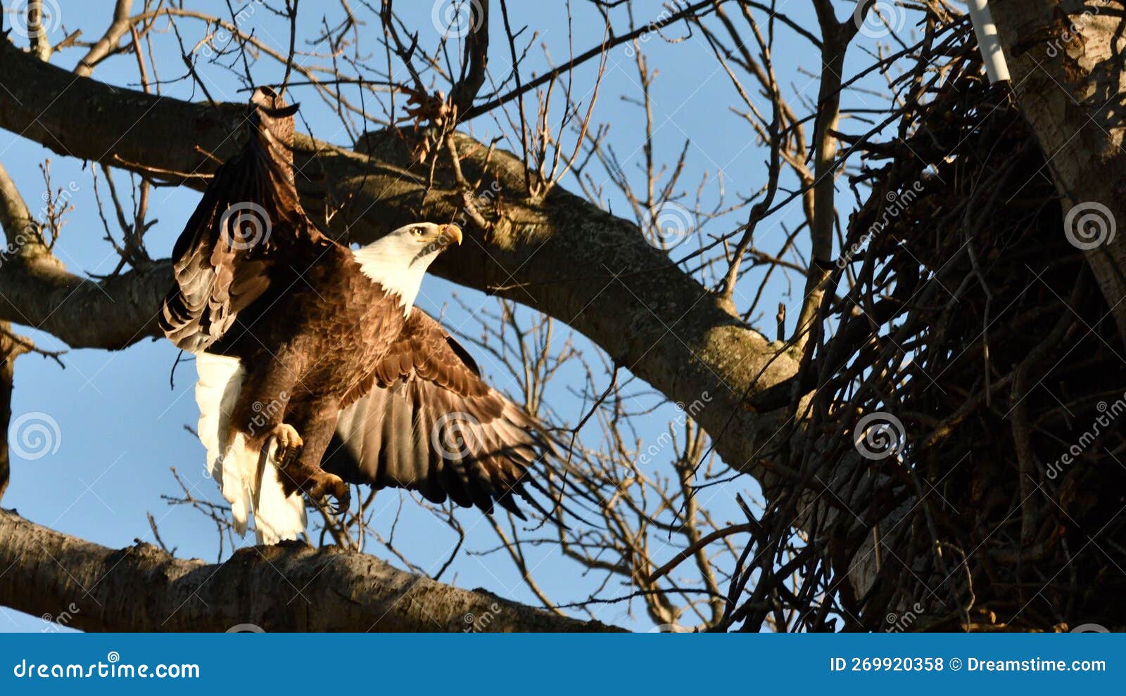 American Bald Eagle Flying Near a Tree in Wintertime Stock Photo ...