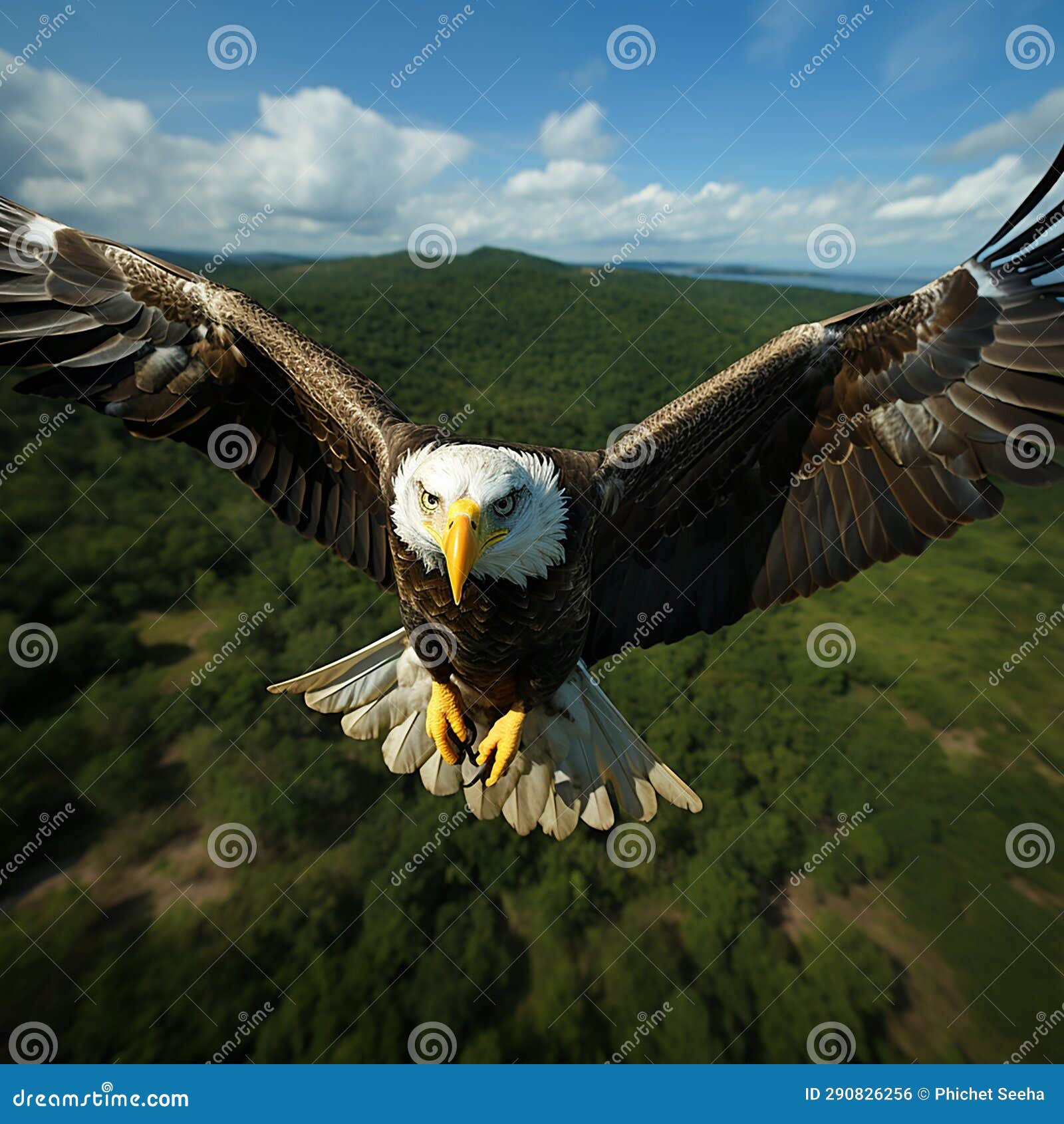 American Bald Eagle, Flying Over the Forest Stock Illustration ...