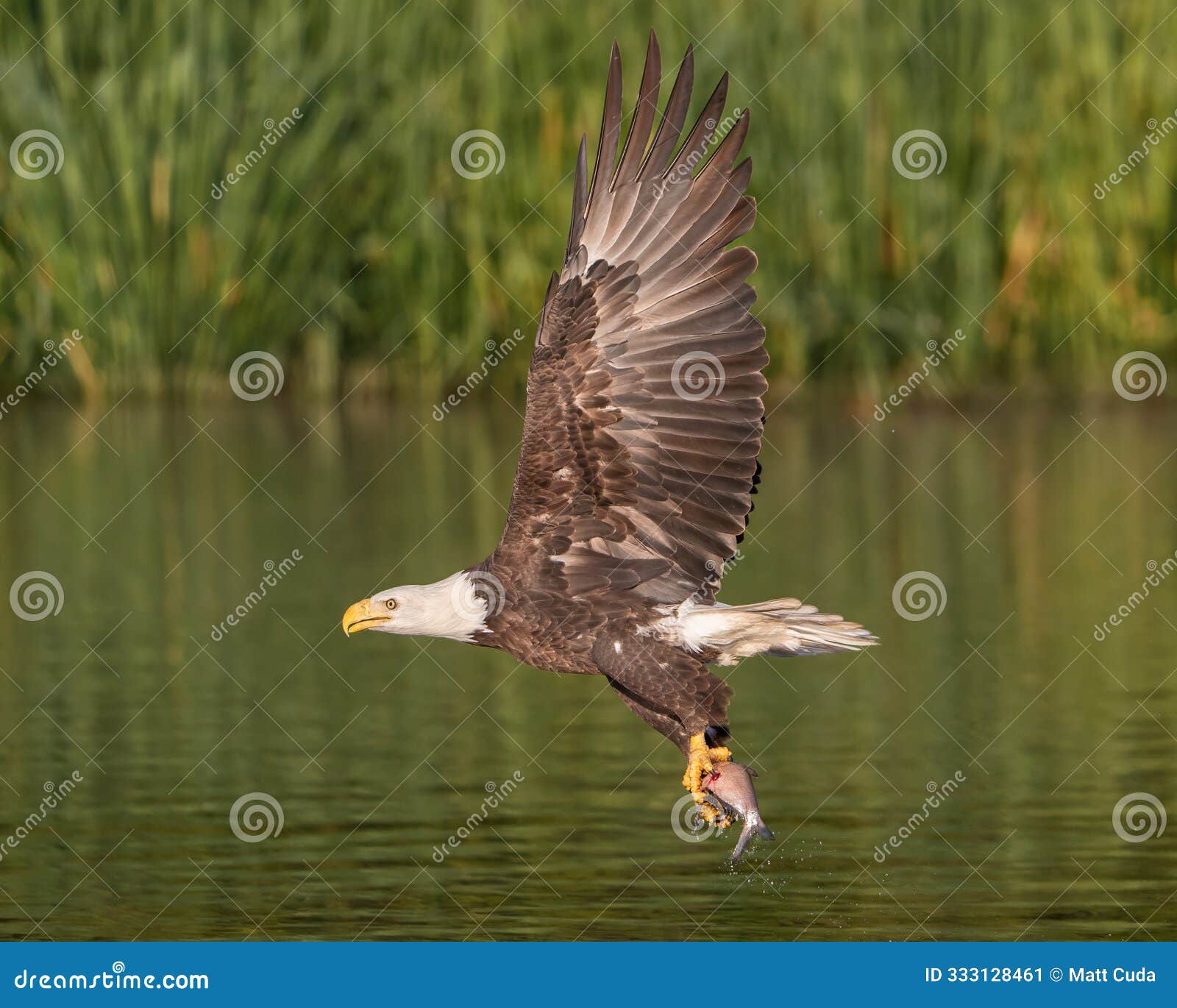 American Bald Eagle with a Fish in Its Talons Stock Image - Image of ...