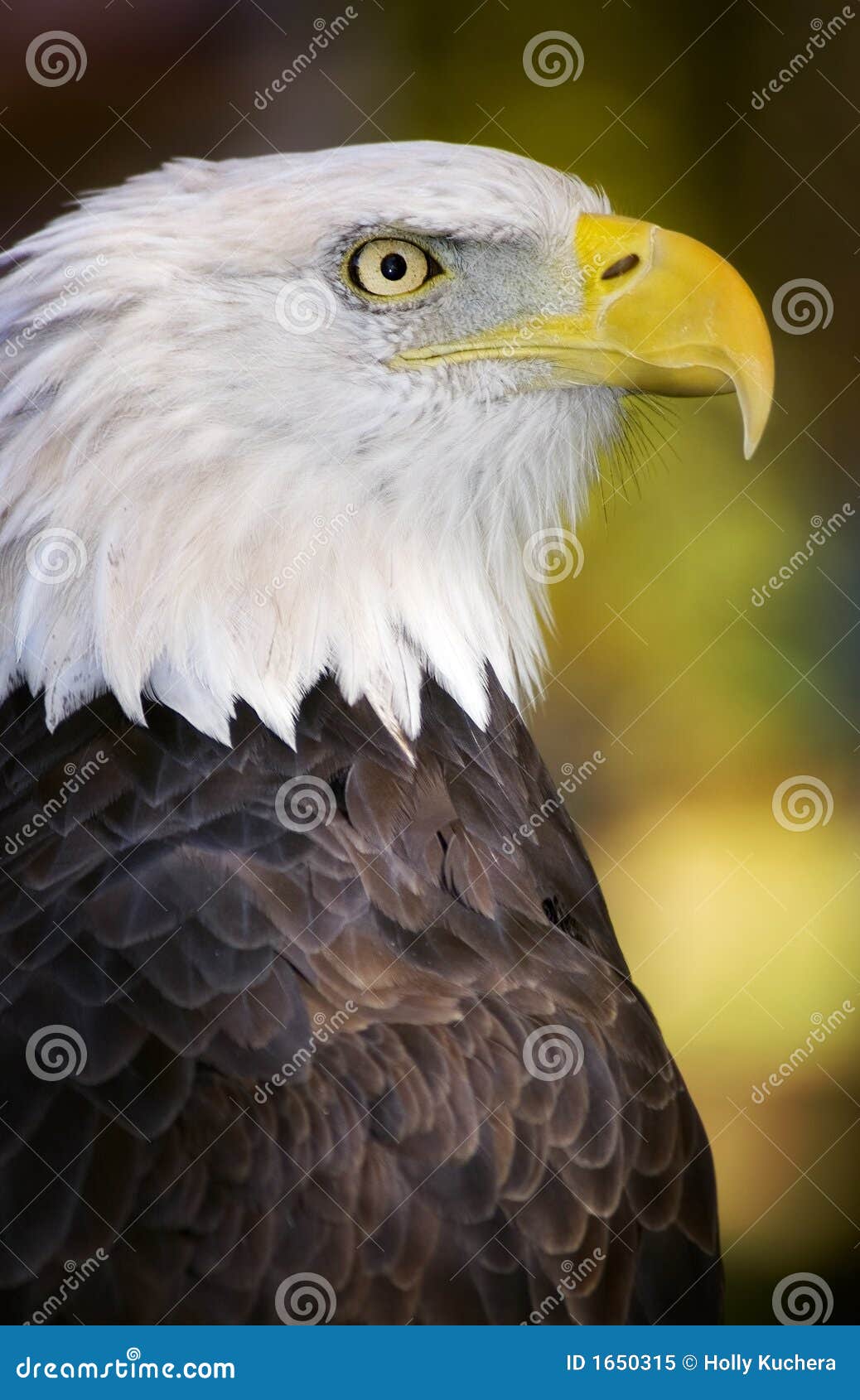 American Bald Eagle (Haliaeetus Leucocephalus) Stock Image - Image of ...