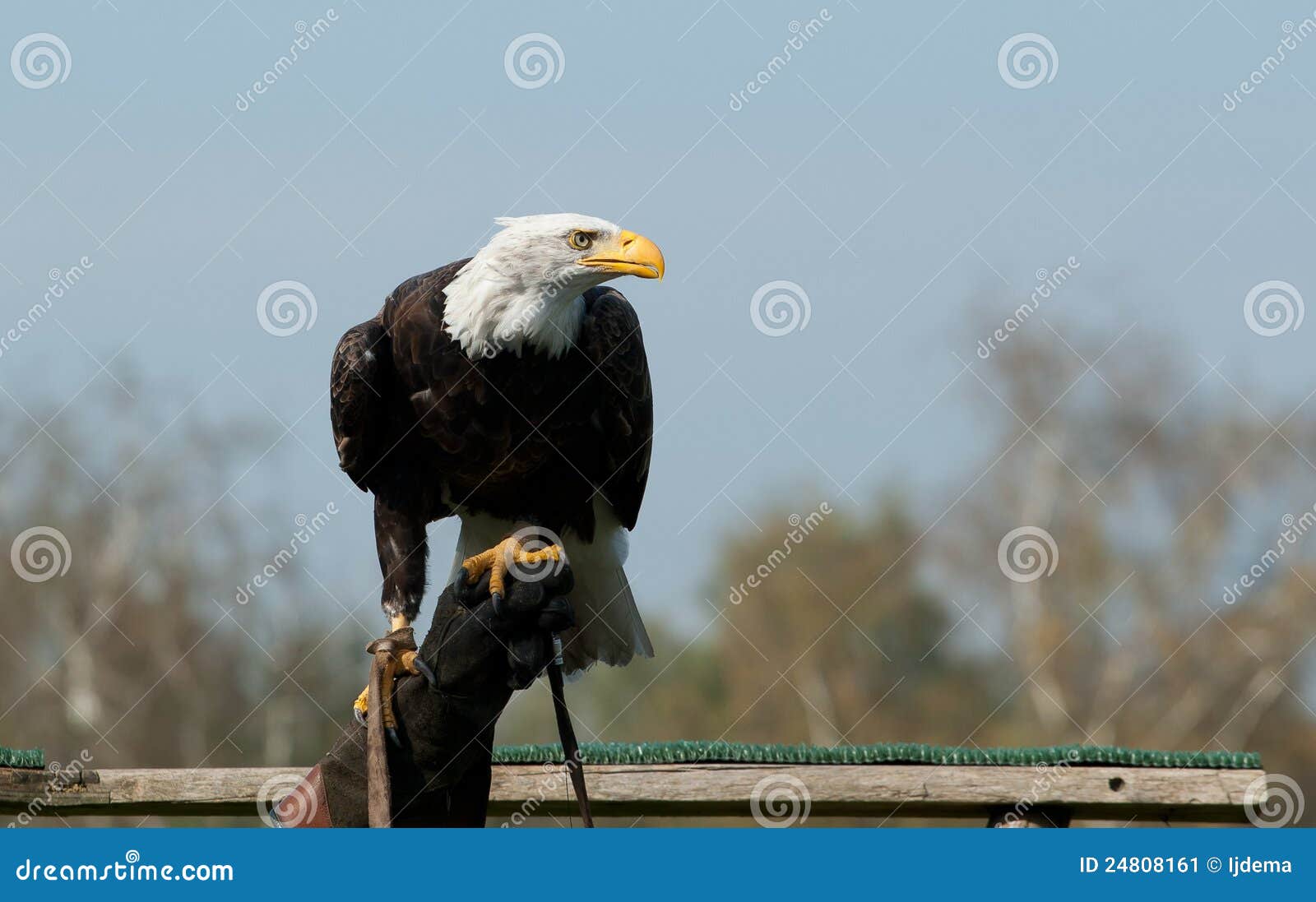 American Bald Eagle on the Hand of a Falconer Stock Image - Image of ...