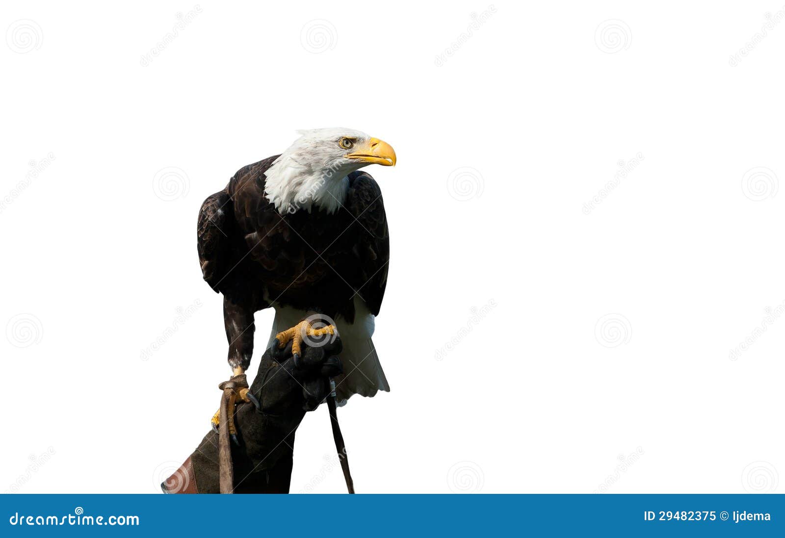 American Bald Eagle on the Hand of a Falconer Stock Image - Image of ...