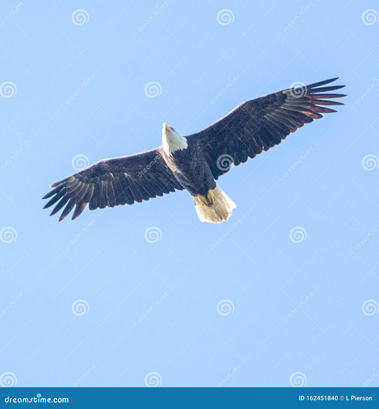 The American Bald Eagle Has Made an Incredible Comeback from the Brink ...