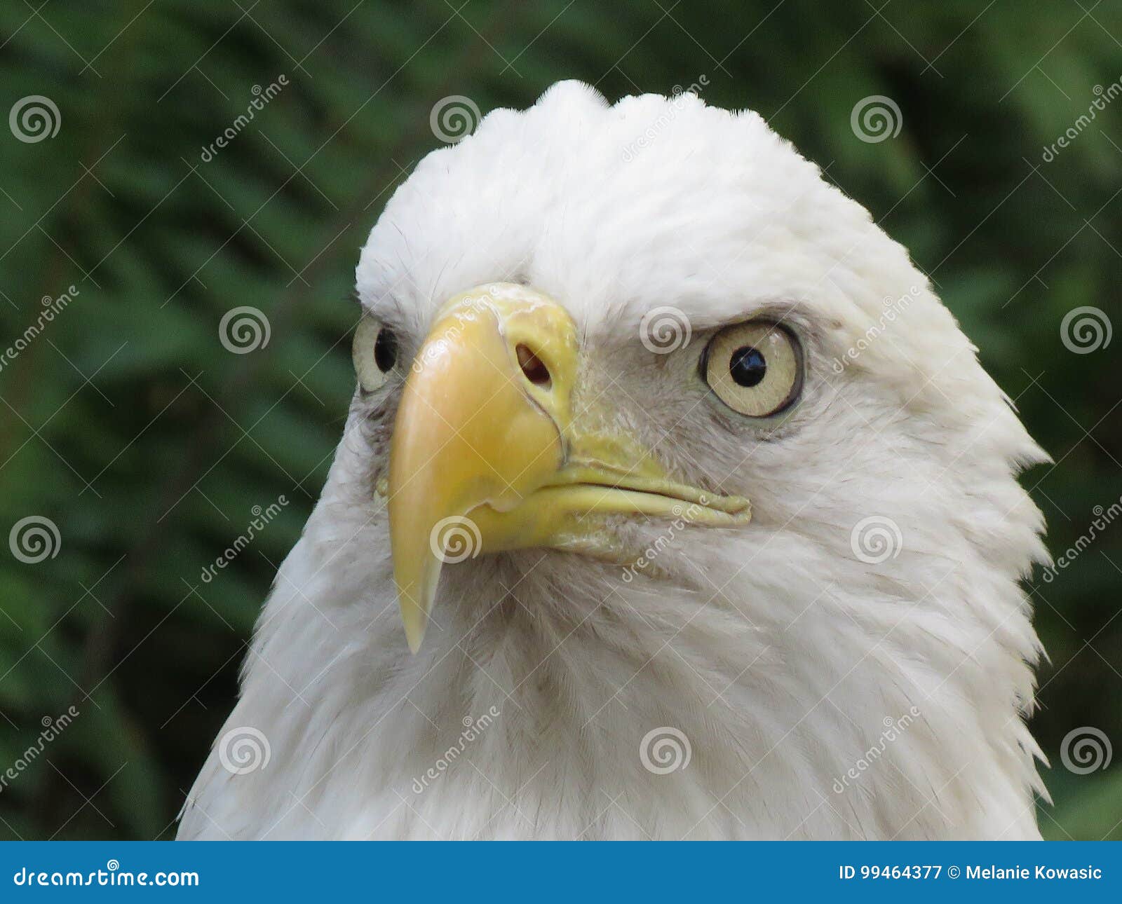 American Bald Eagle stock image. Image of head, freedom - 99464377