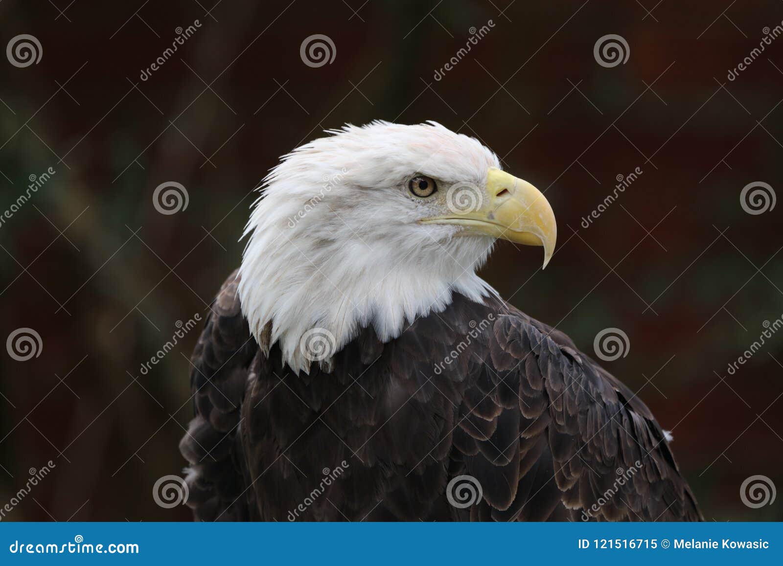 The American Bald Eagle stock image. Image of pride - 121516715