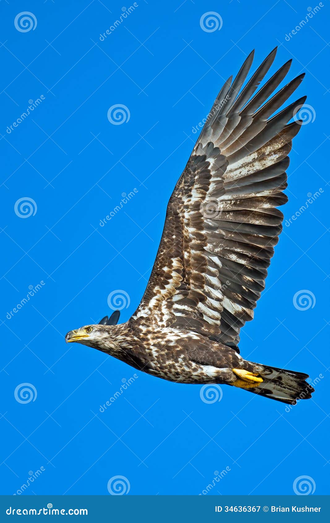 American Bald Eagle Juvenile Stock Image - Image of powerful, nature ...