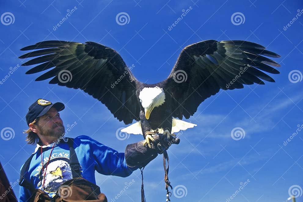 American Bald Eagle with Keeper, Pigeon Fork, TN Editorial Stock Photo ...