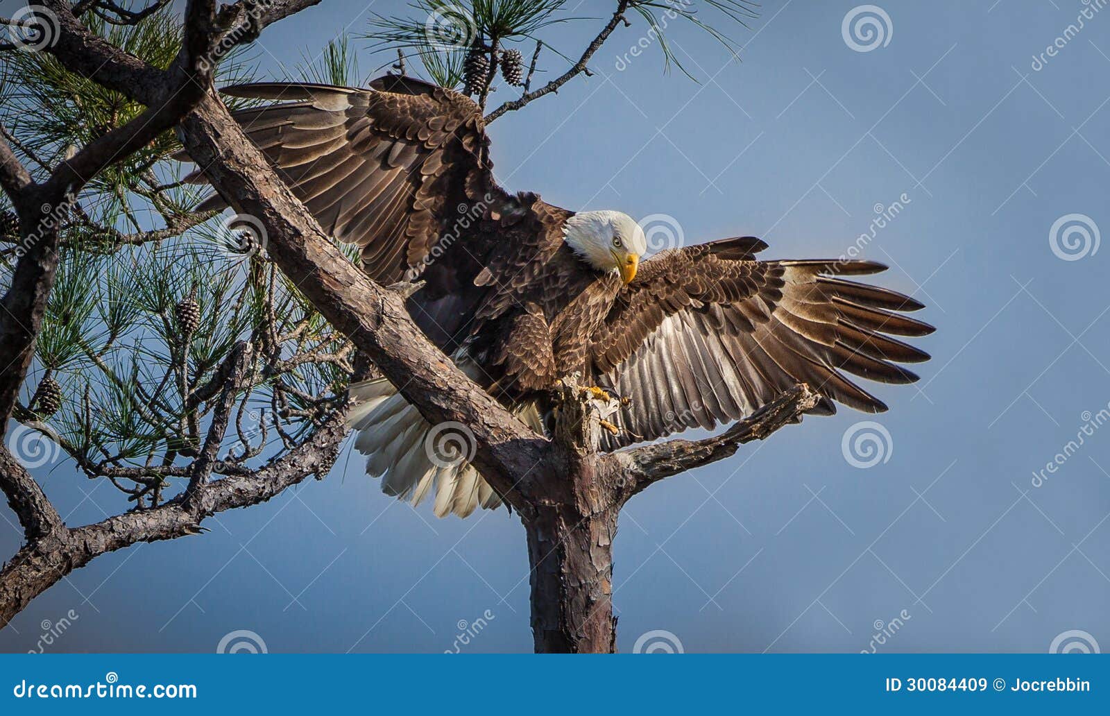 American Bald Eagle Landing Stock Image - Image of survival, side: 30084409
