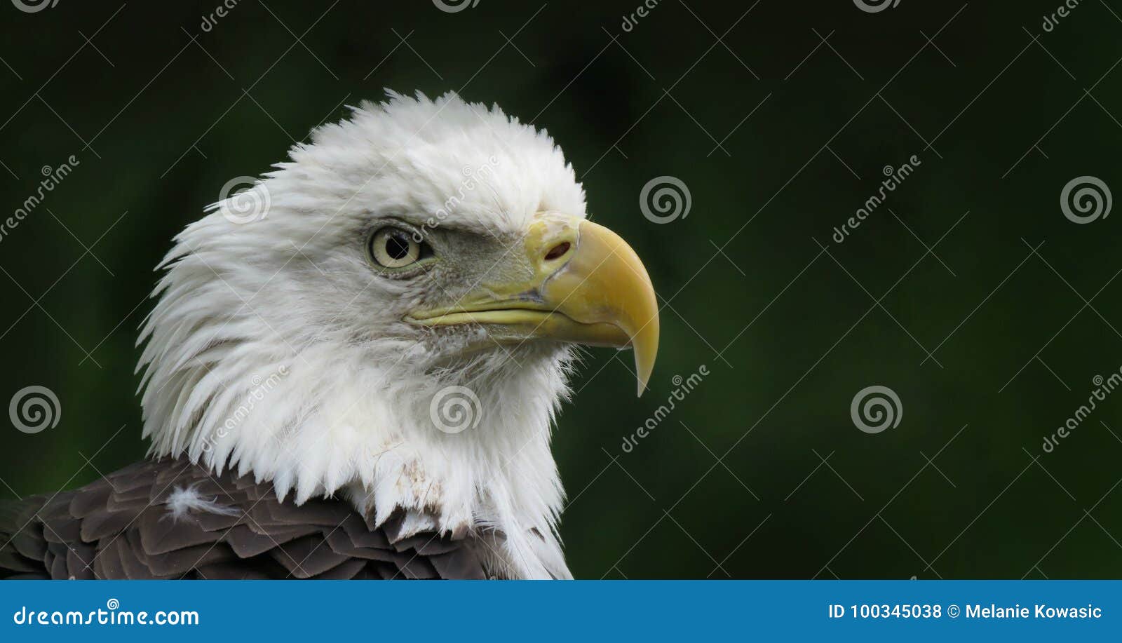 The American Bald Eagle stock photo. Image of distant - 100345038