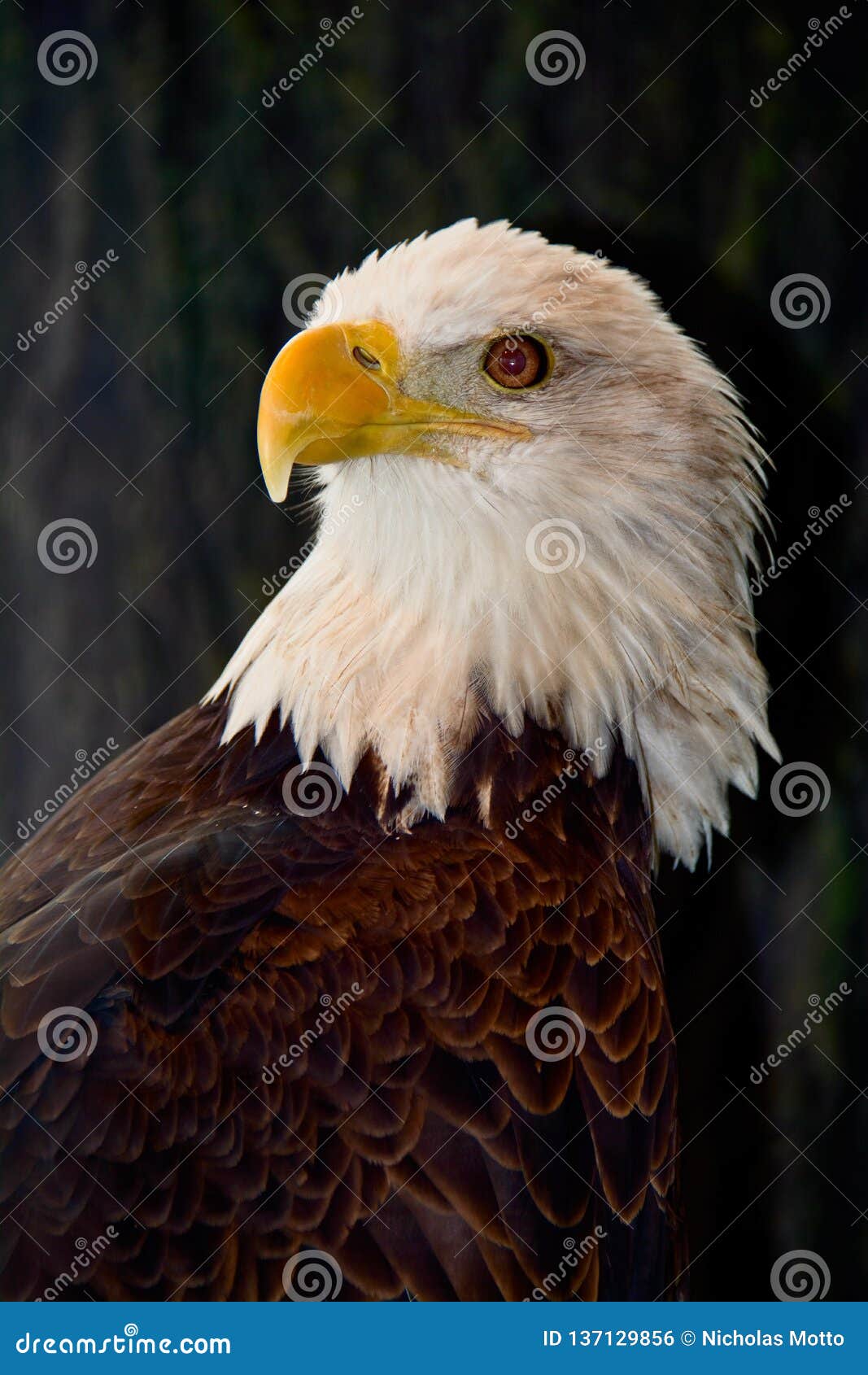 American Bald Eagle Looking Left Stock Photo - Image of yellow, prey ...
