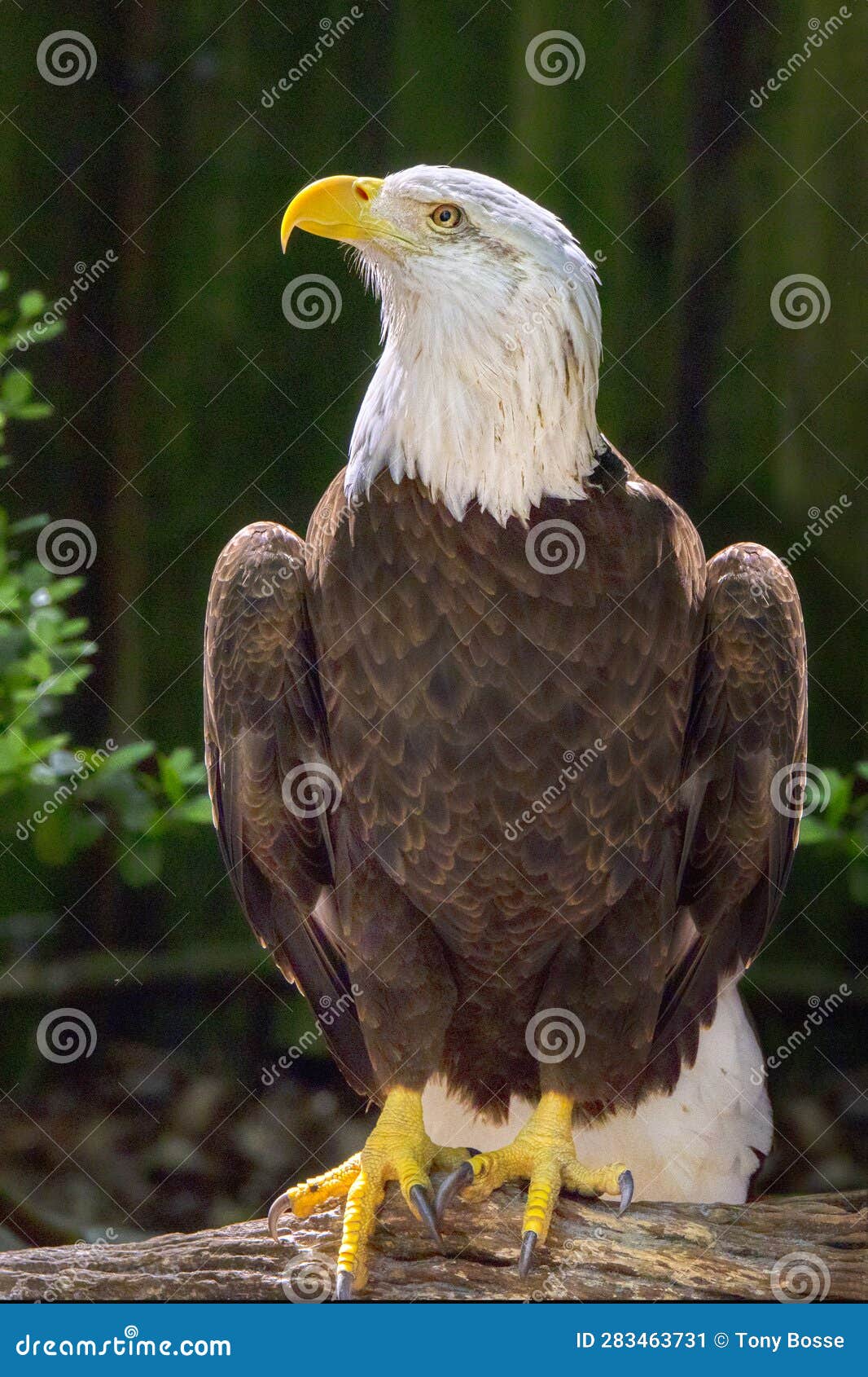 American Bald Eagle Looking Up Stock Image - Image of feathers, avian ...
