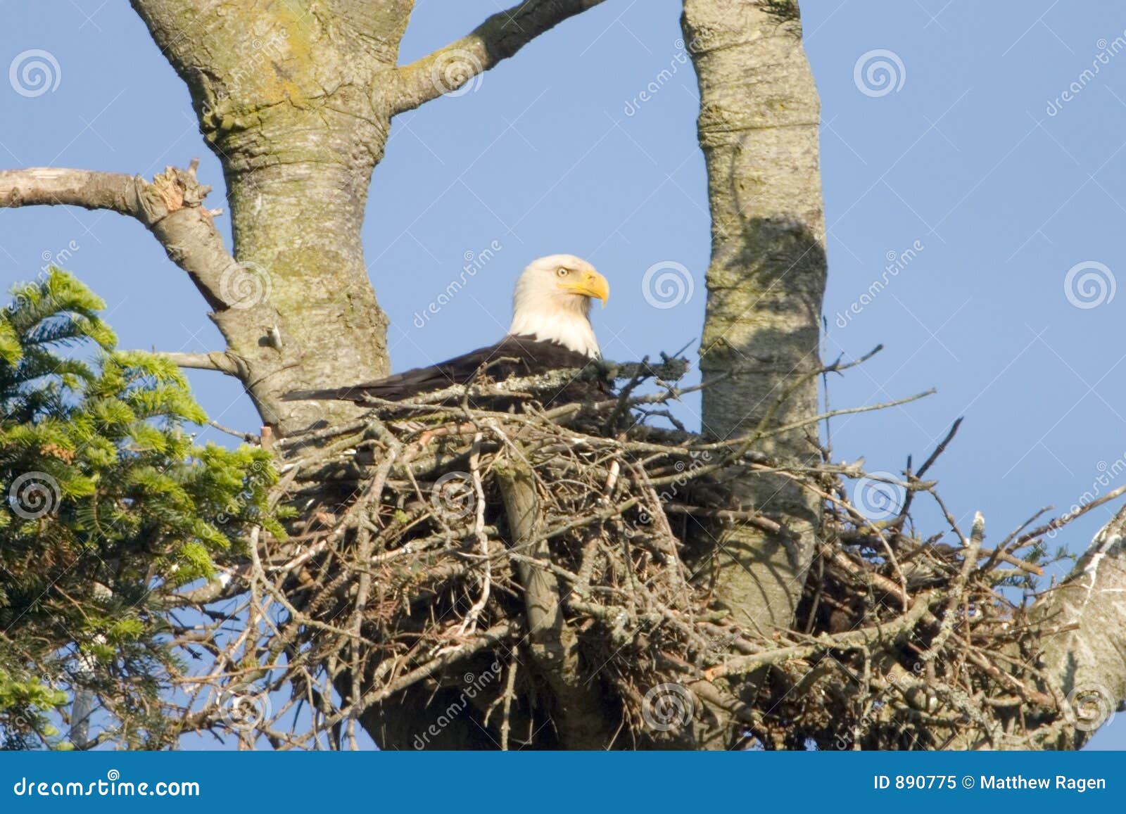 American Bald Eagle in Nest Stock Image - Image of freedom, black: 890775