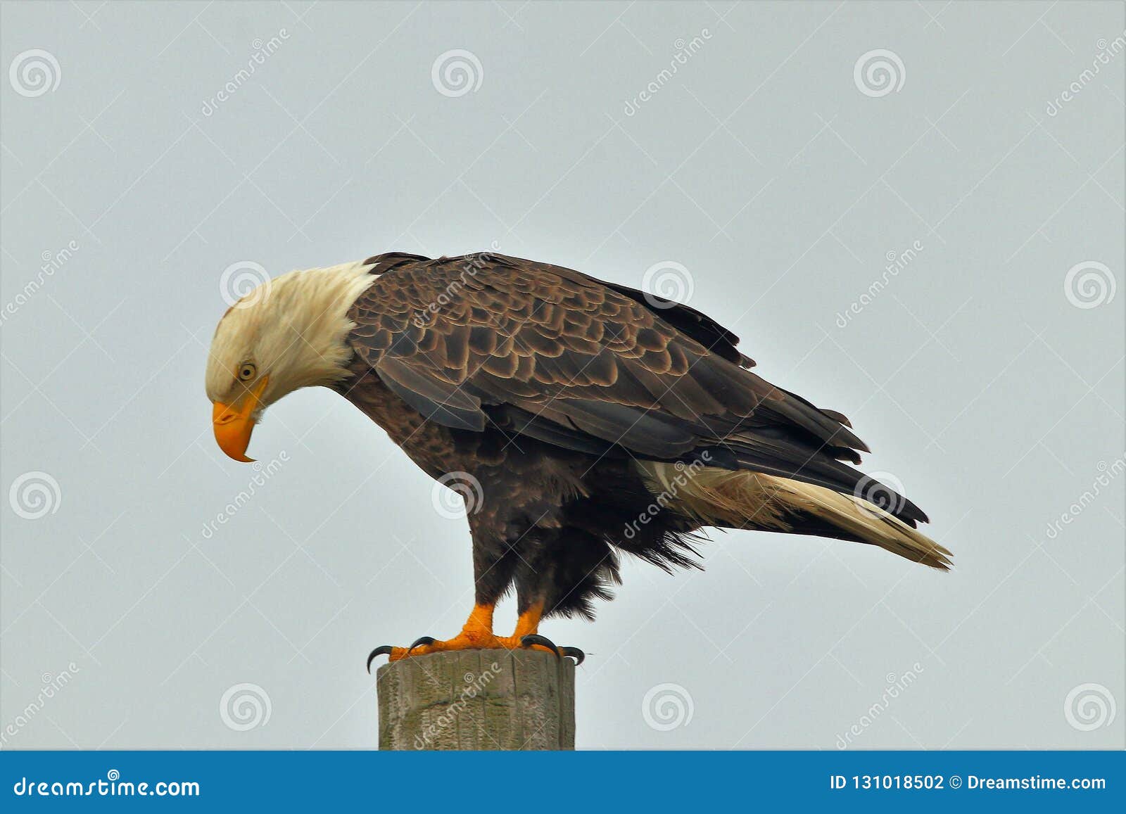 American Bald Eagle Perched on the Piling Stock Photo - Image of piling ...