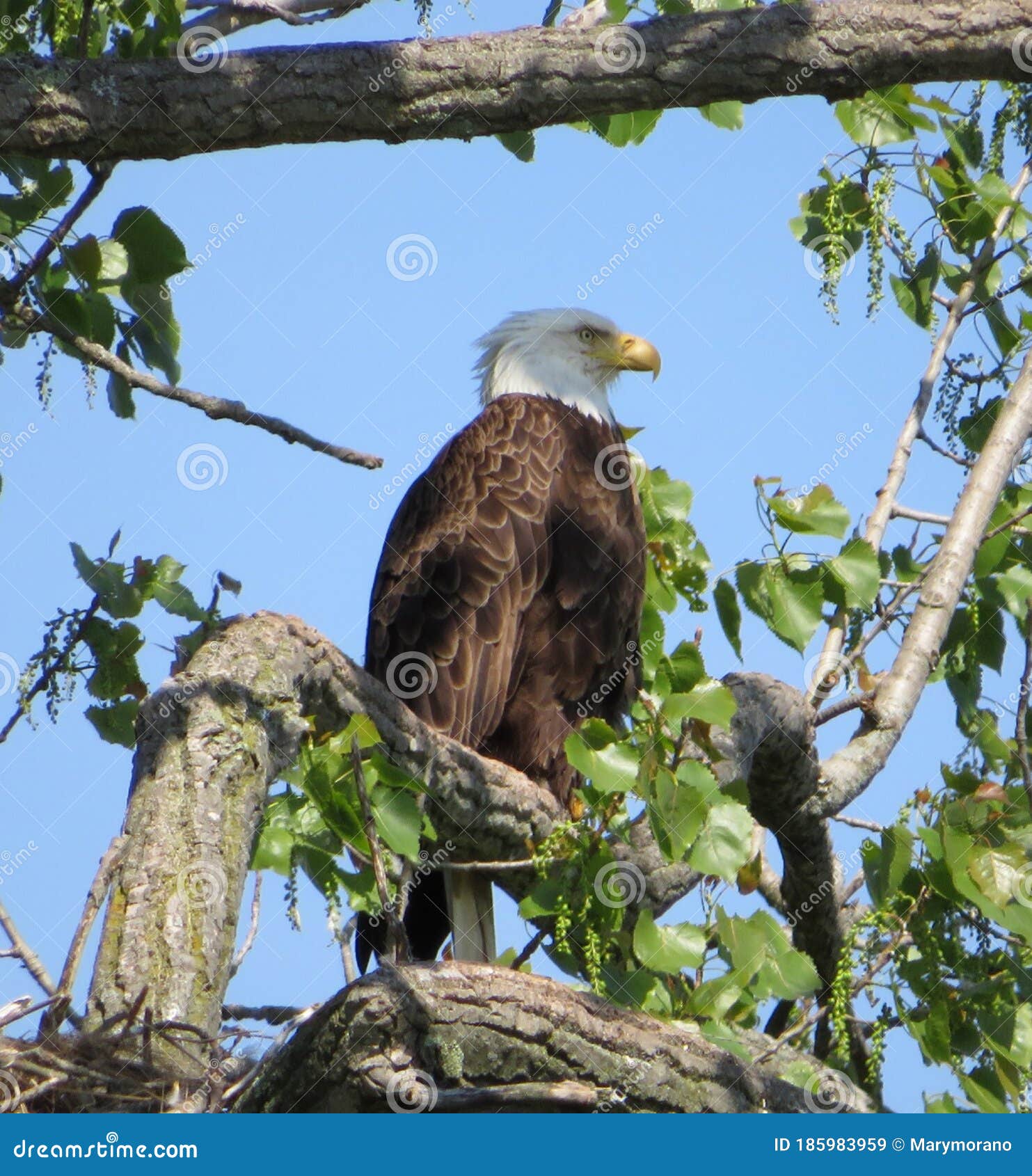 American Bald Eagle Perched on Tree Stock Image - Image of nature ...