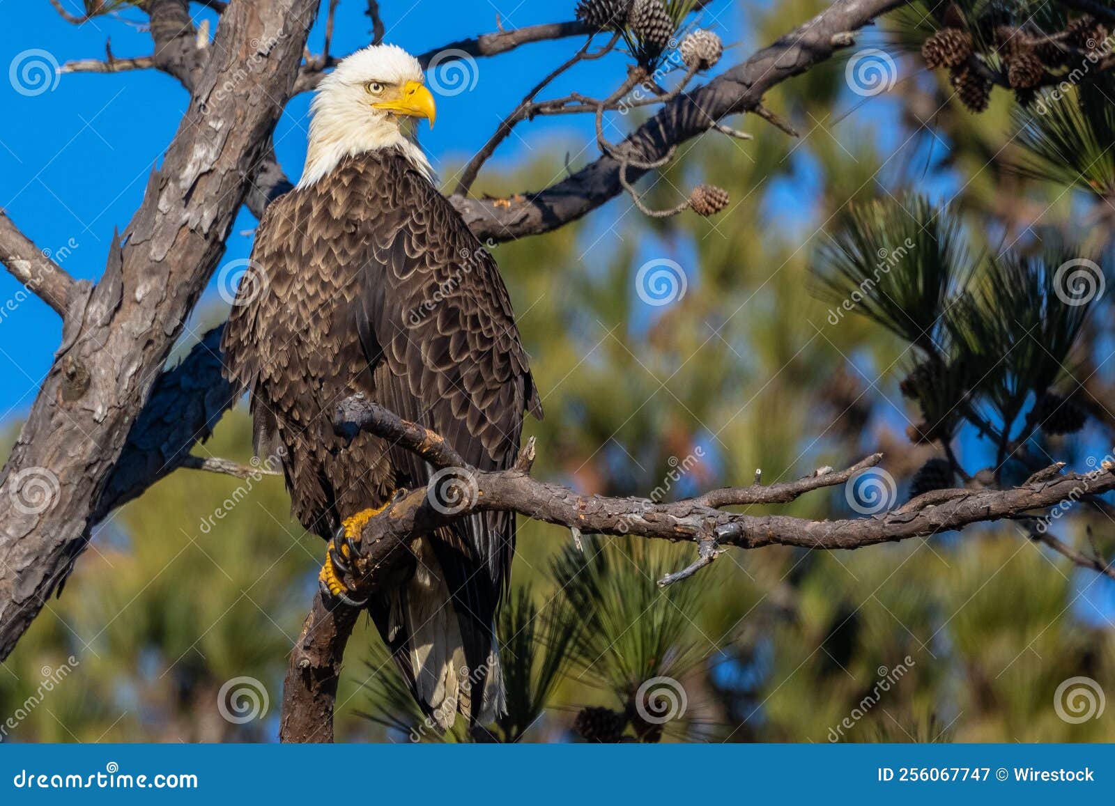 American Bald Eagle Perched on a Tree Stock Image - Image of shallow ...