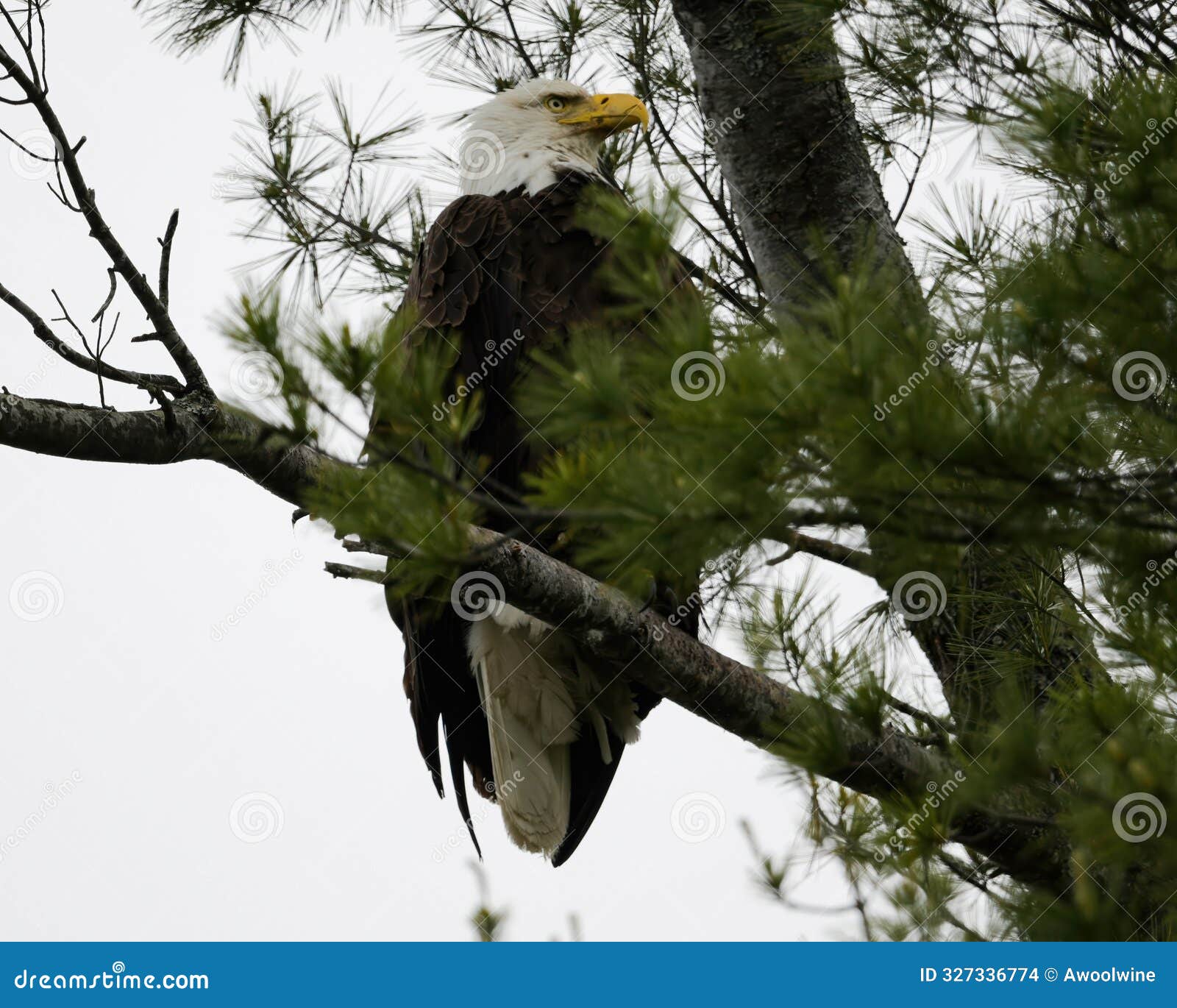American Bald Eagle Perched in Tree Side View Stock Photo - Image of ...