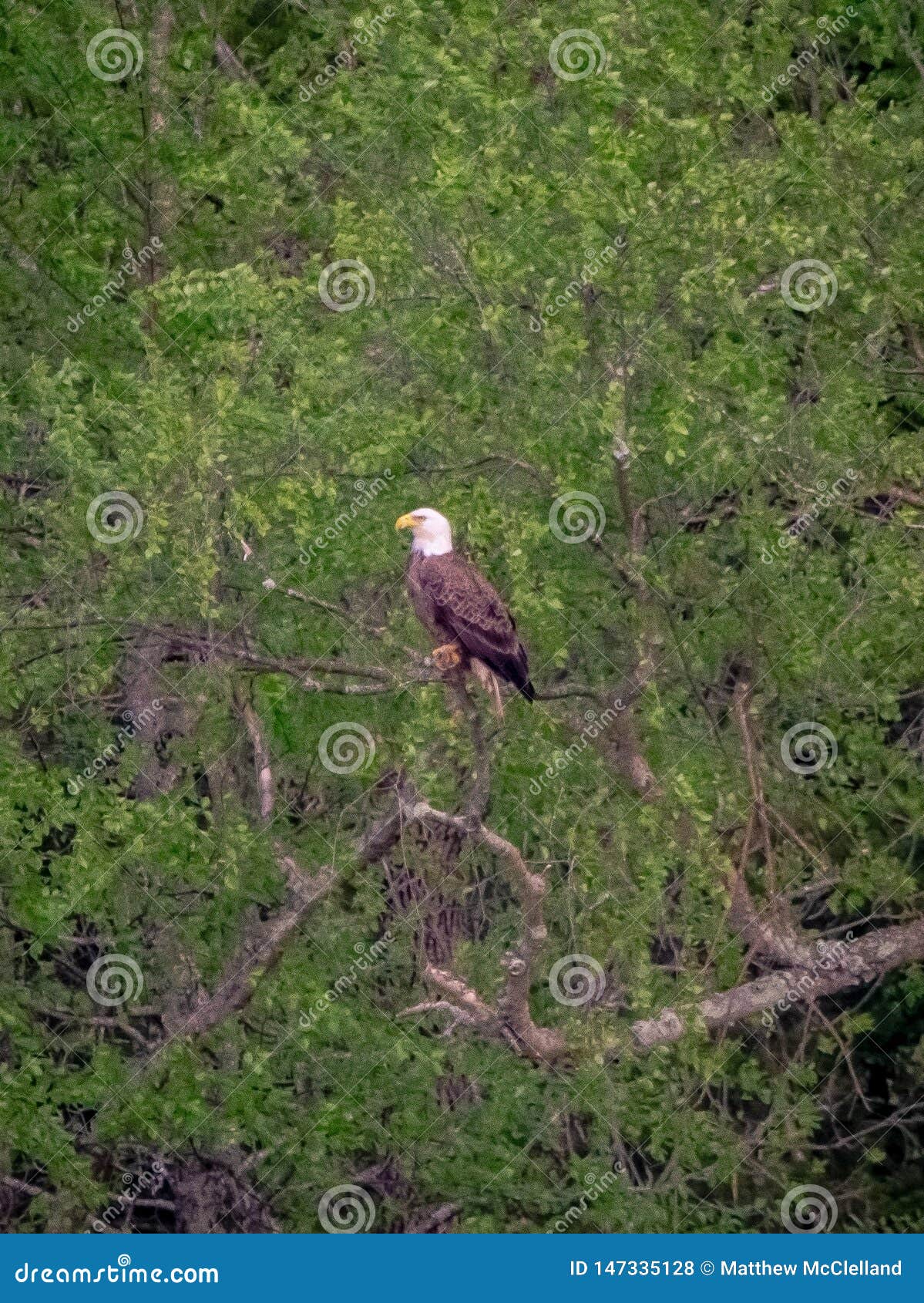 American Bald Eagle Perched in Tree Stock Photo - Image of perched ...