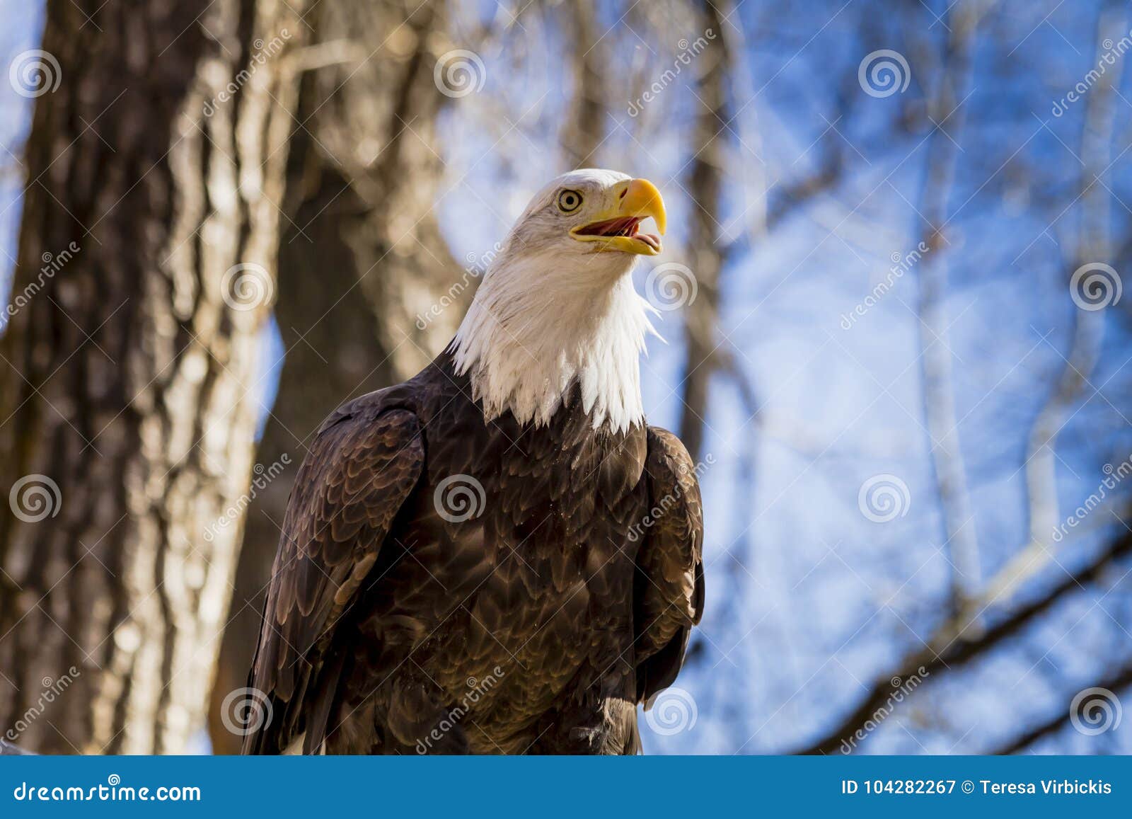 American Bald Eagle in Tree Stock Image - Image of beak, haliaeetus ...