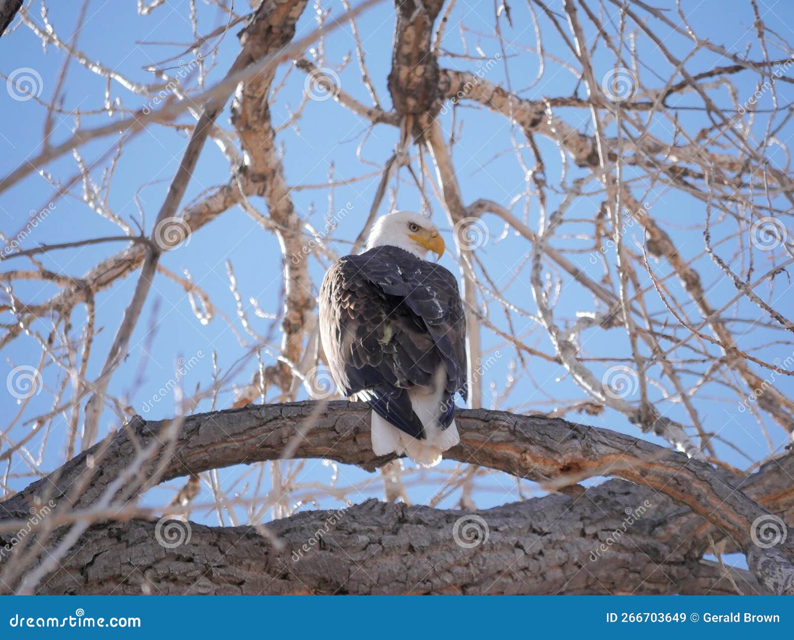 American Bald Eagle Perched and Focused Stock Image - Image of birds ...