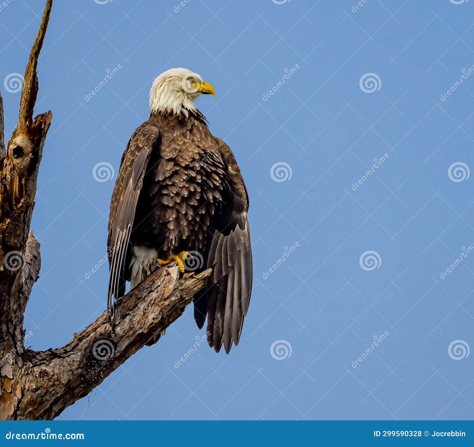 American Bald Eagle Perches on Branch Looking for Prey Stock Photo ...