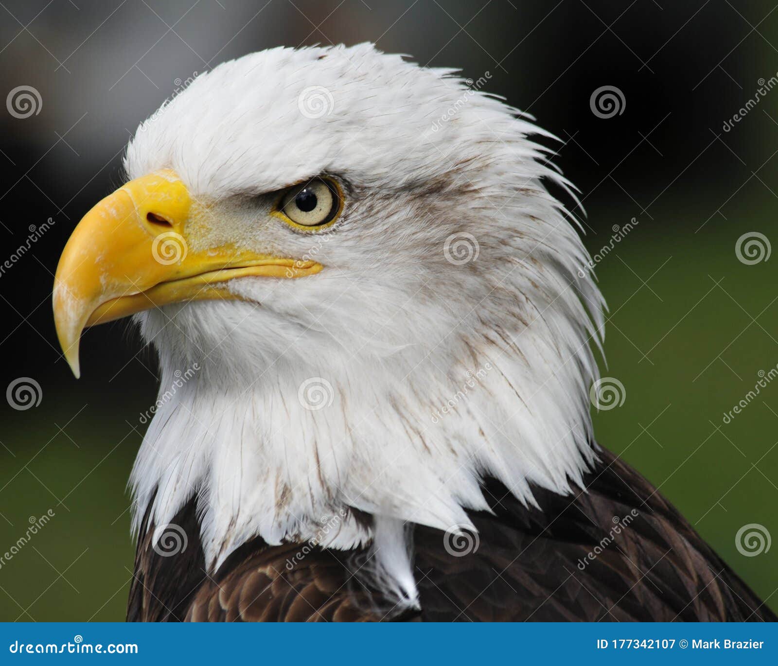 American Bald Eagle Portrait Head and Shoulders Stock Image - Image of ...