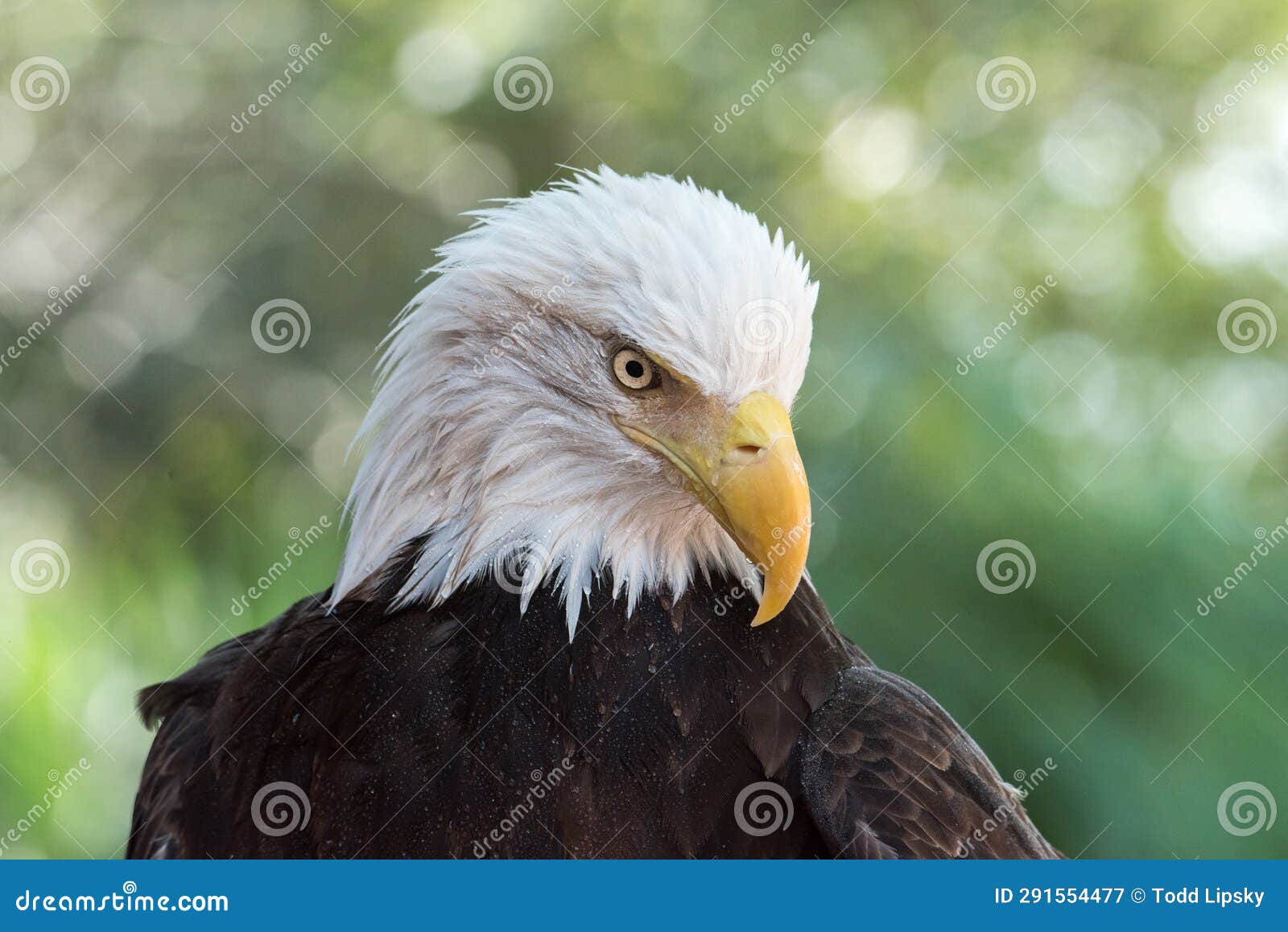 American Bald Eagle Portrait Stock Image - Image of head, prey: 291554477