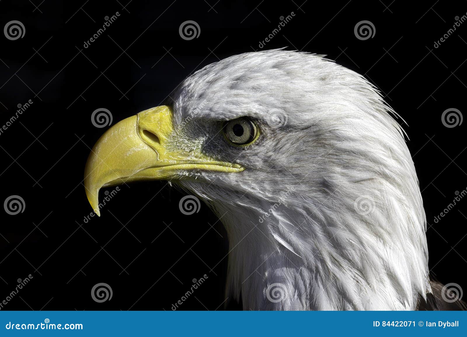 American Bald Eagle in Profile Stock Image - Image of face, prey: 84422071