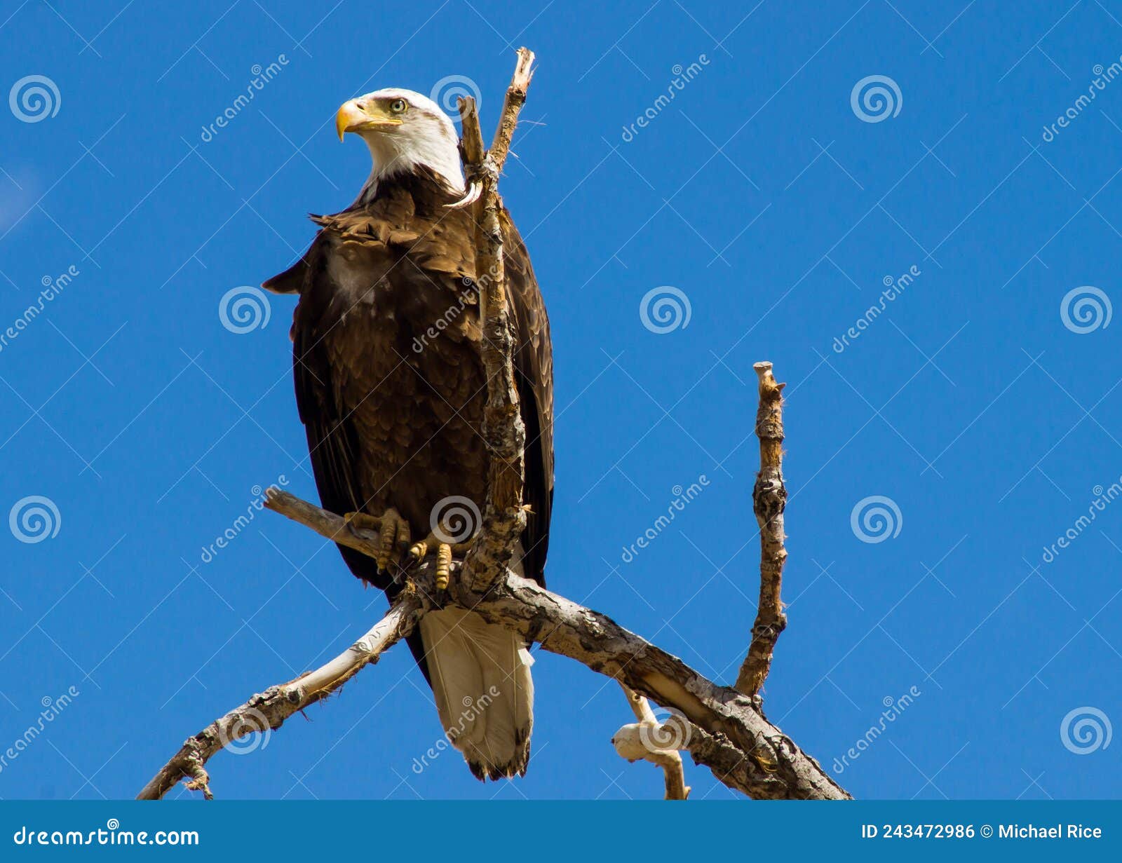 American Bald Eagle Resting in Tree Branches Stock Photo - Image of ...