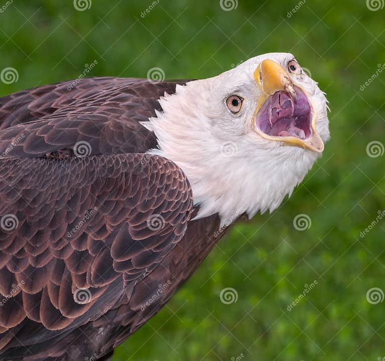 American Bald Eagle Scream stock photo. Image of prey - 26780220