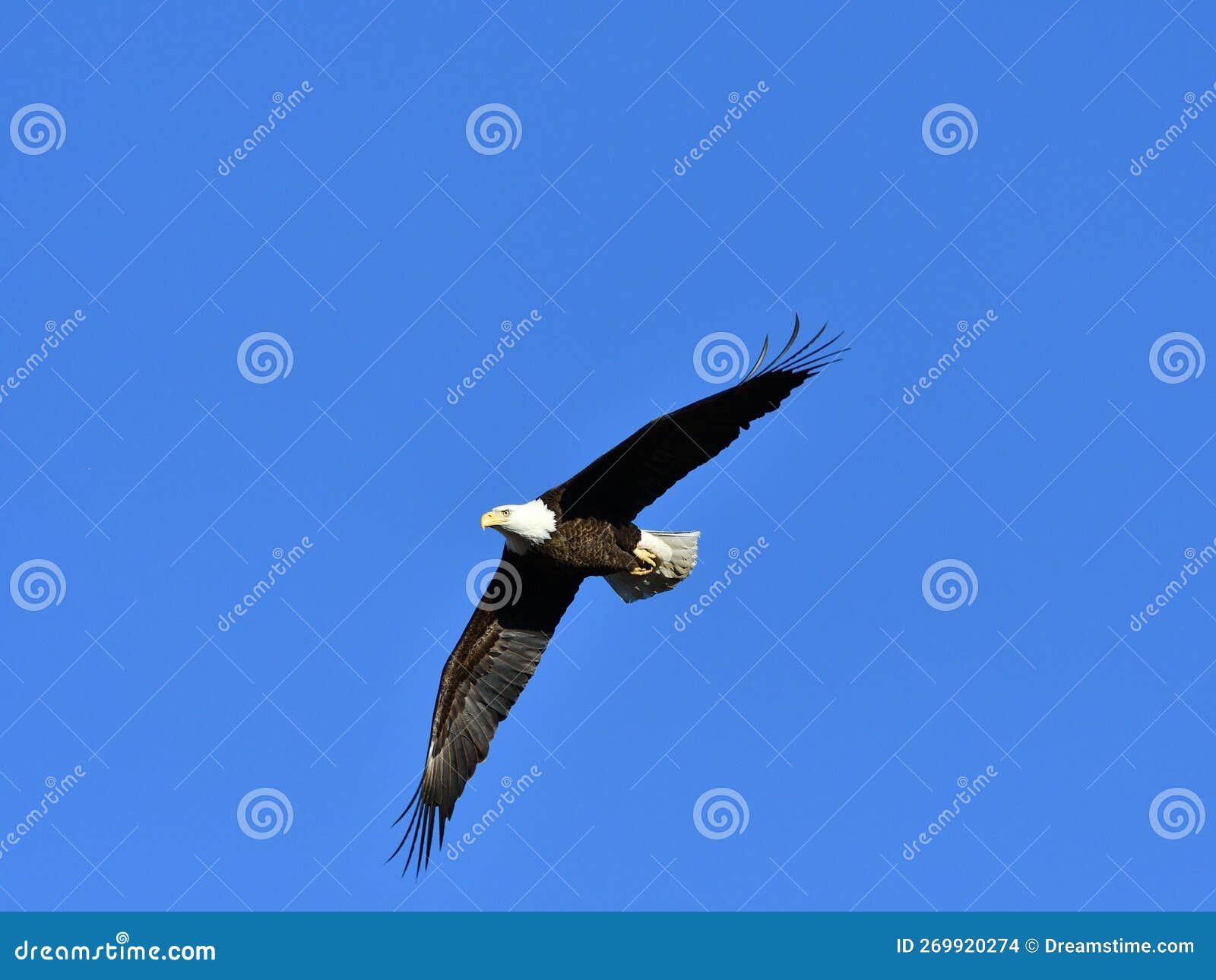 American Bald Eagle Soaring through a Clear Blue Sky with Its Wings Outstretched Stock Photo ...