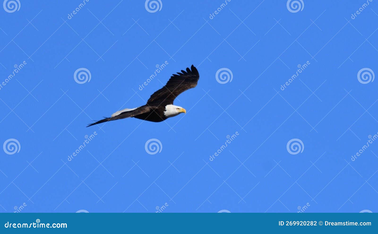 American Bald Eagle Soaring through a Clear Blue Sky with Its Wings Outstretched Stock Photo ...