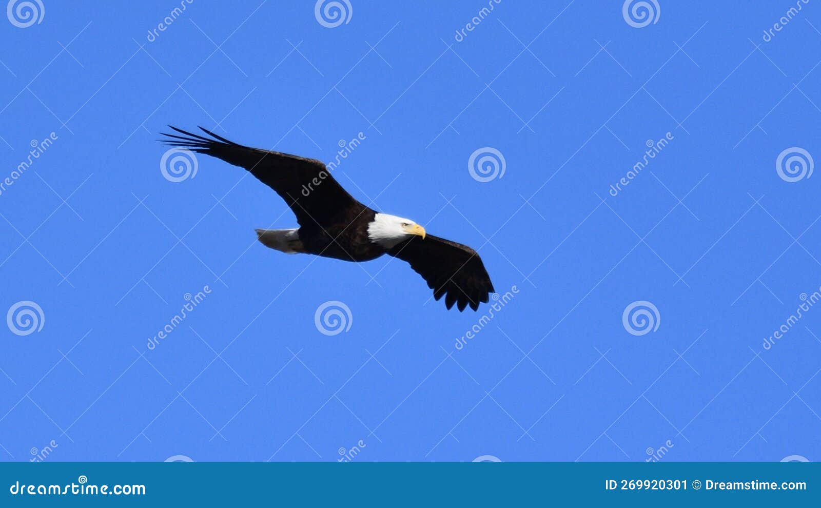 American Bald Eagle Soaring through a Clear Blue Sky with Its Wings Outstretched Stock Image ...