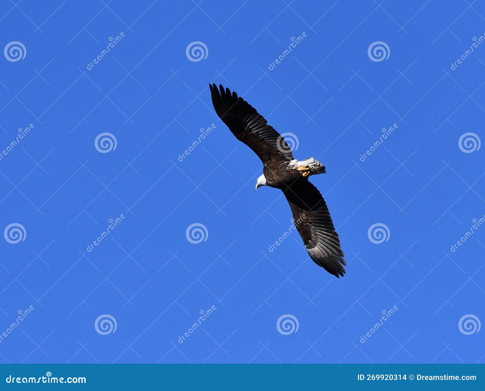 American Bald Eagle Soaring through a Clear Blue Sky with Its Wings ...
