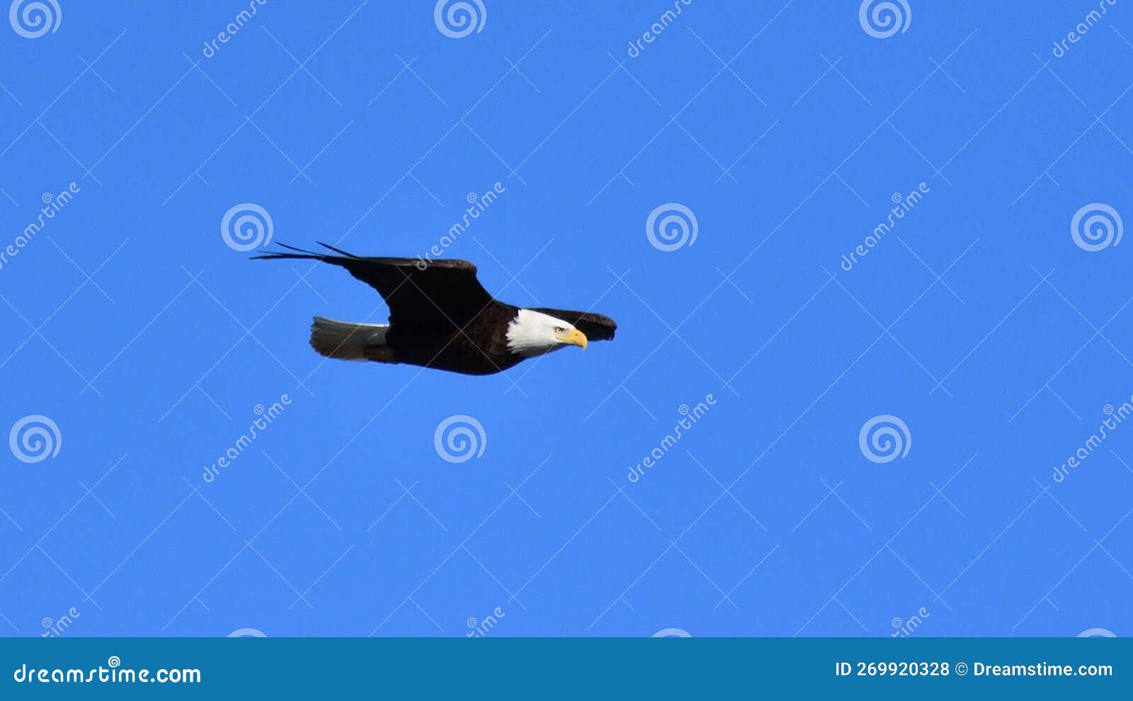 American Bald Eagle Soaring through a Clear Blue Sky with Its Wings ...