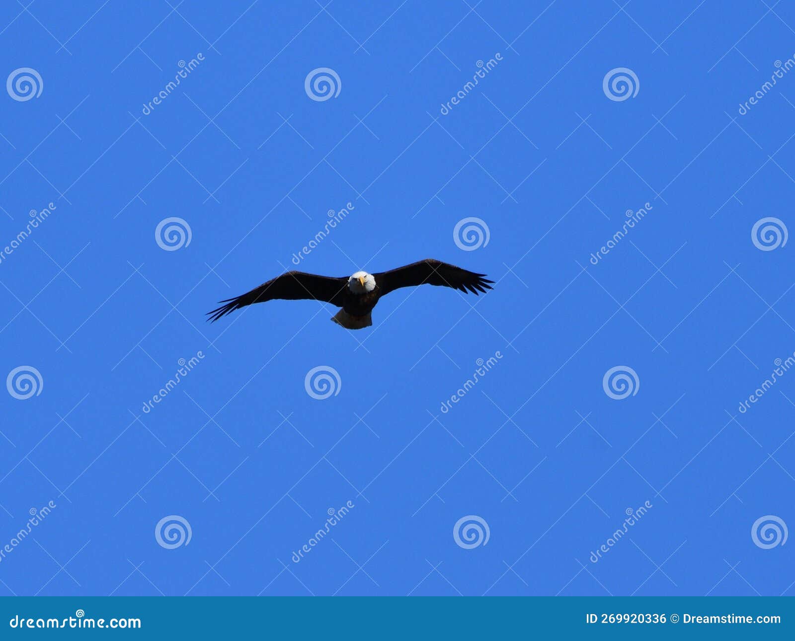 American Bald Eagle Soaring through a Clear Blue Sky with Its Wings ...