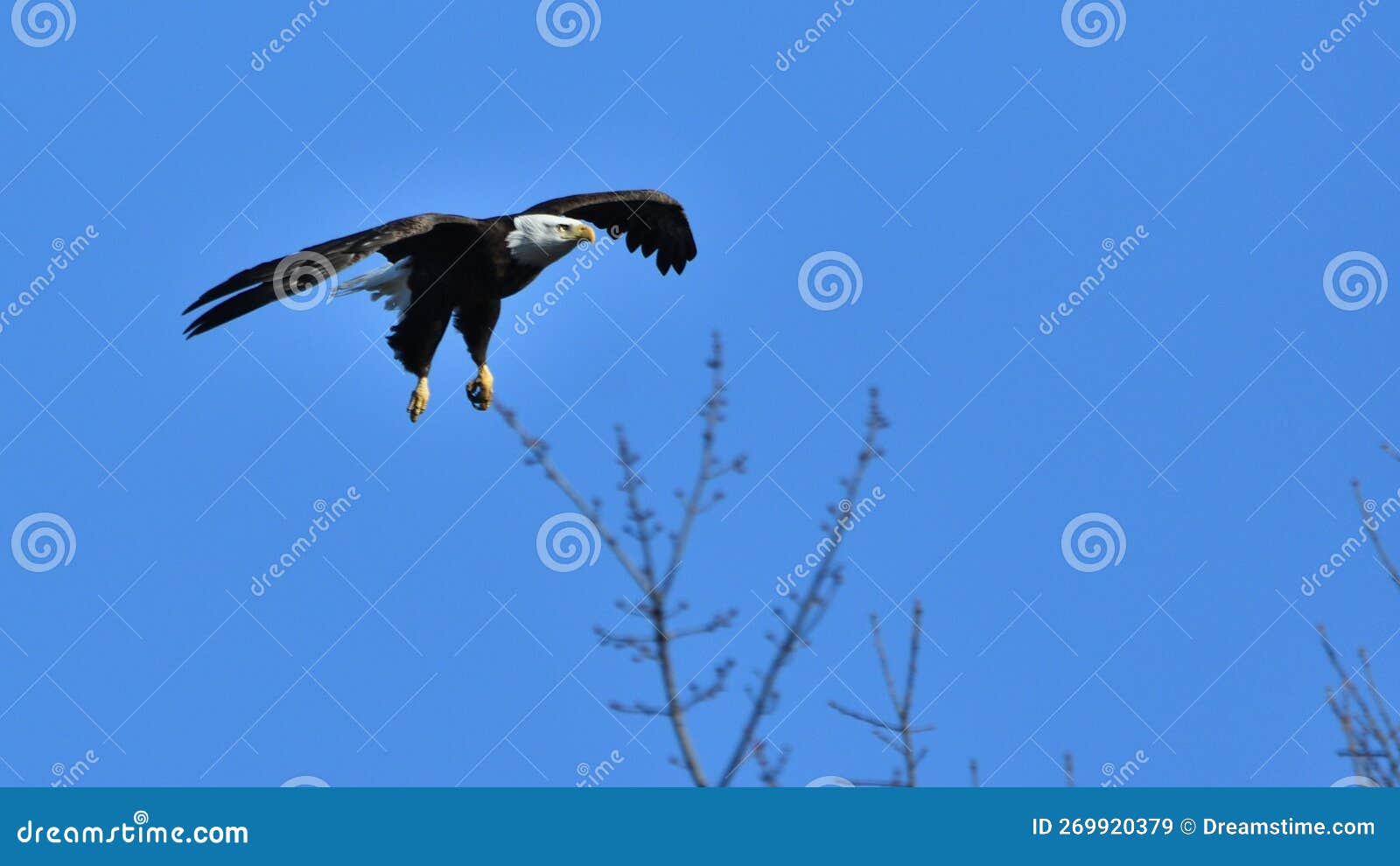 American Bald Eagle Soaring through a Clear Blue Sky with Its Wings ...