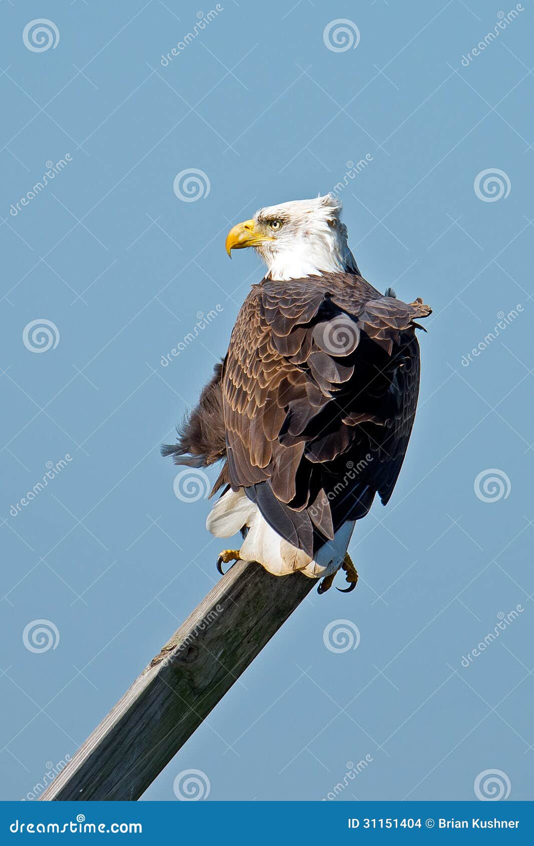American Bald Eagle stock photo. Image of king, flying - 31151404