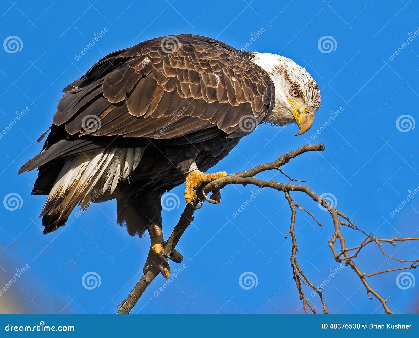 American Bald Eagle stock photo. Image of wings, wooden - 48376538
